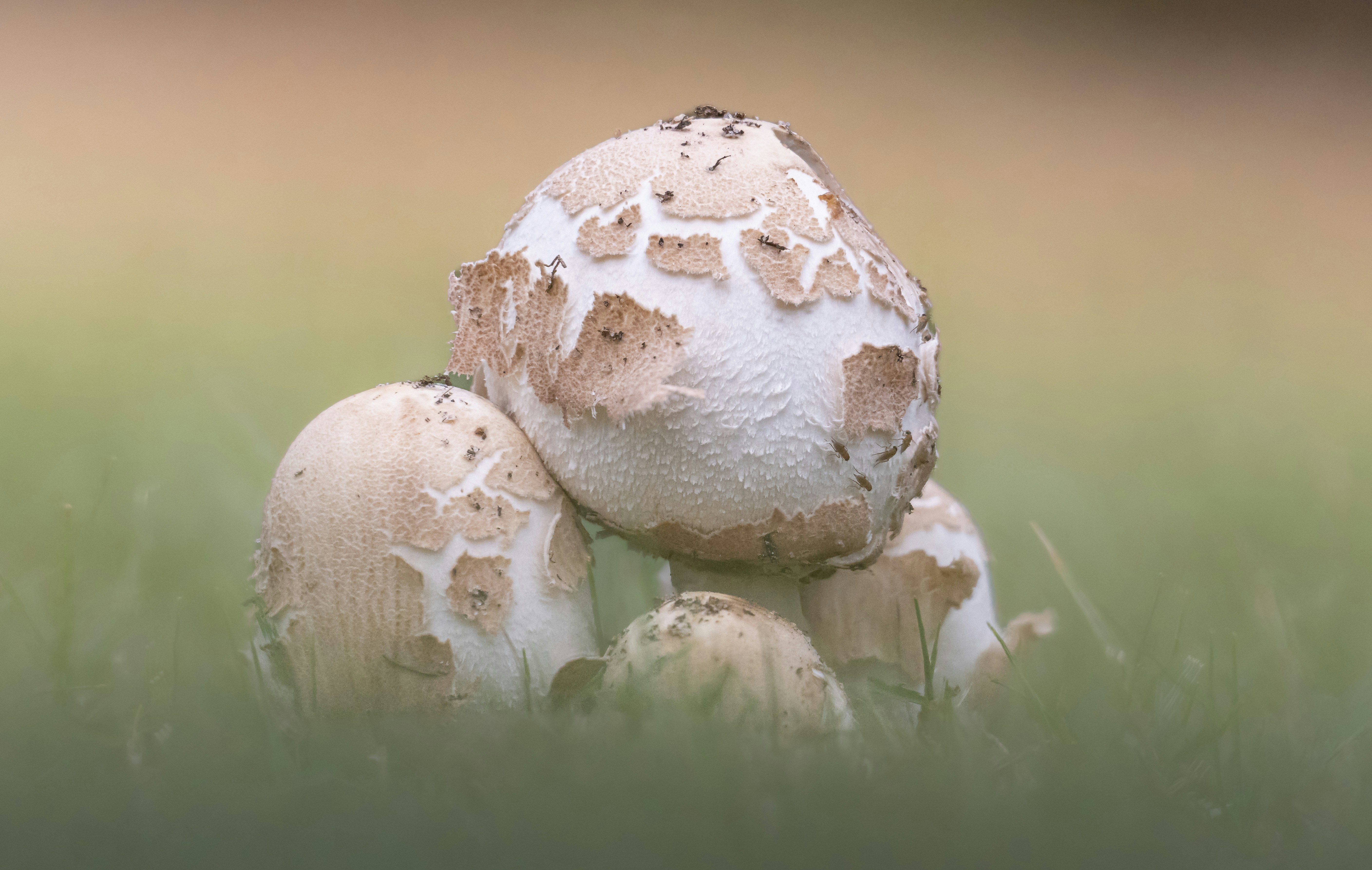 Mushroom Crest: A Cluster of Weathered Fungi in Soft Field Light