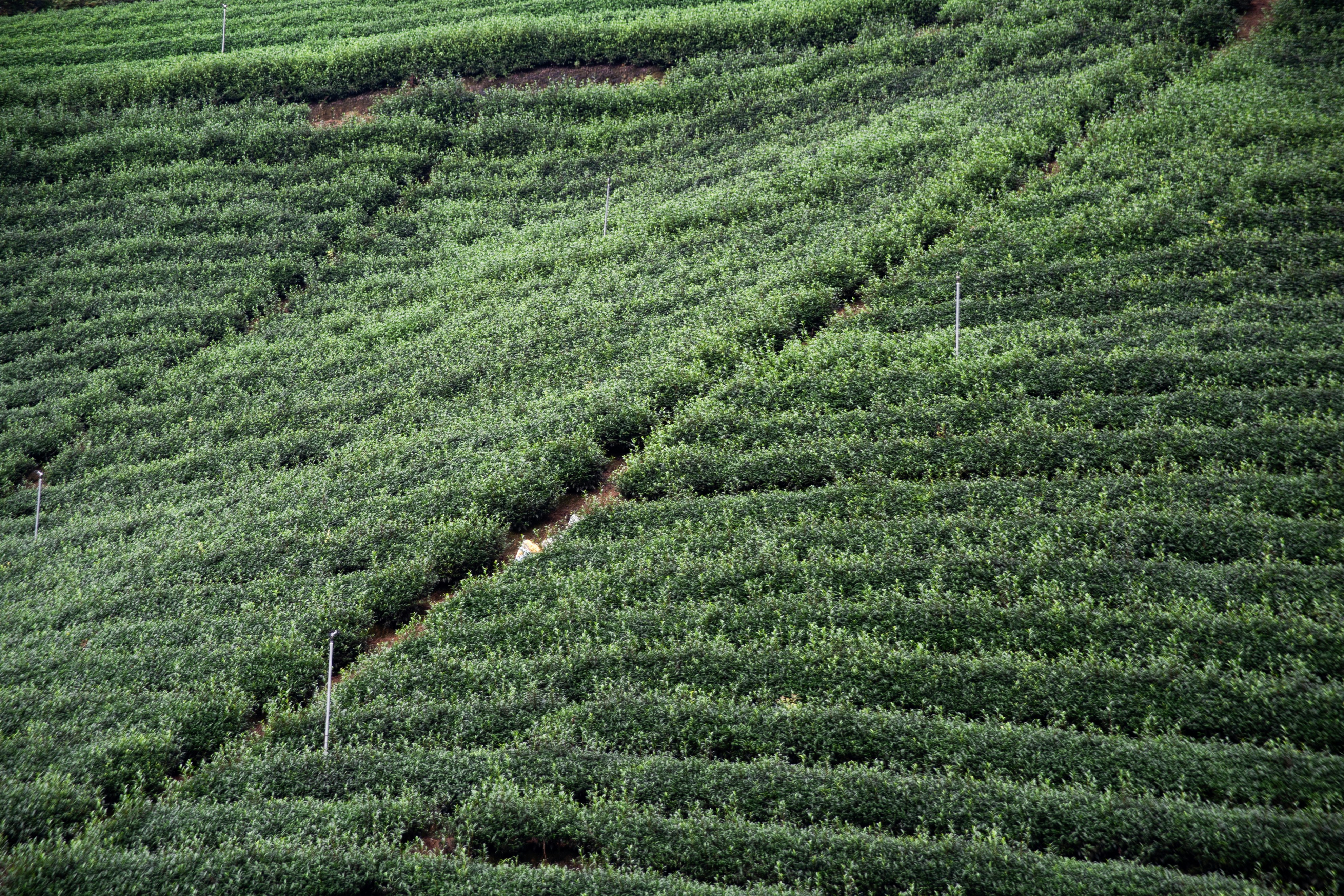 Terraced Green Waves: Aerial View of Vineyard Rows in Symphony of Grass
