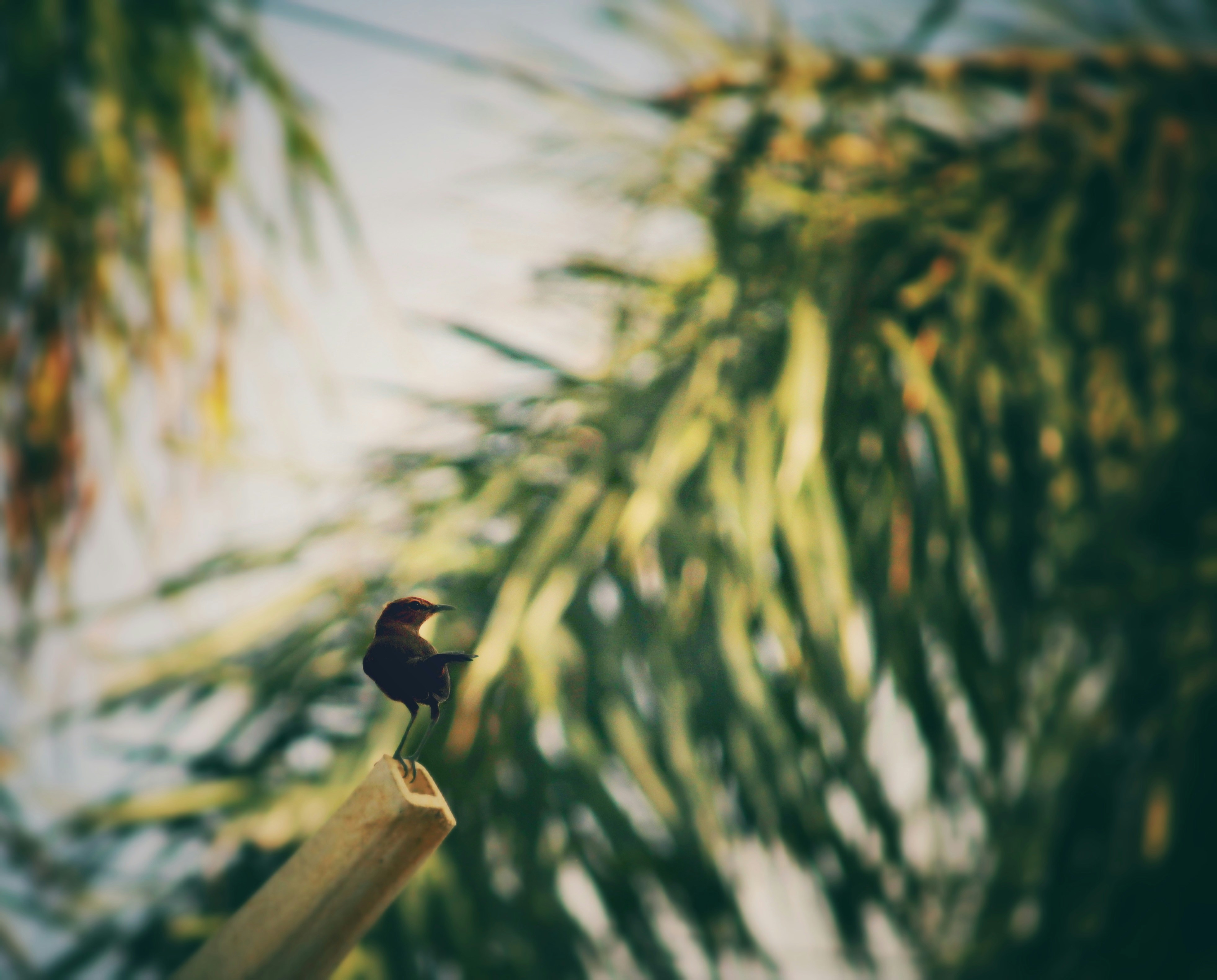 Small bird perched on a bamboo stalk with blurred tropical leaves in the background. A minimal, nature-focused shot emphasizing the bird as the central subject.