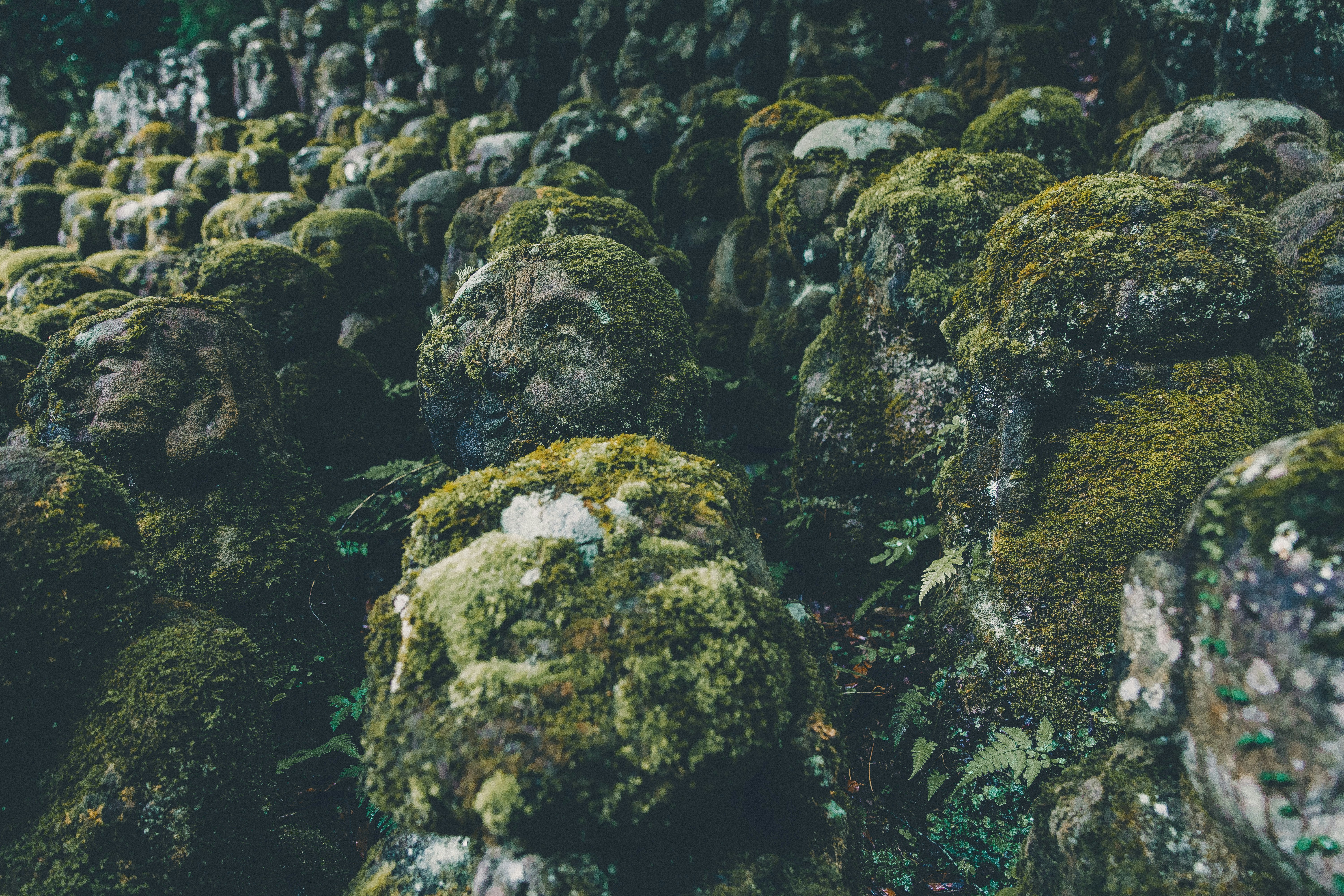 Moss-Covered Echoes: A Field of Stone Statues