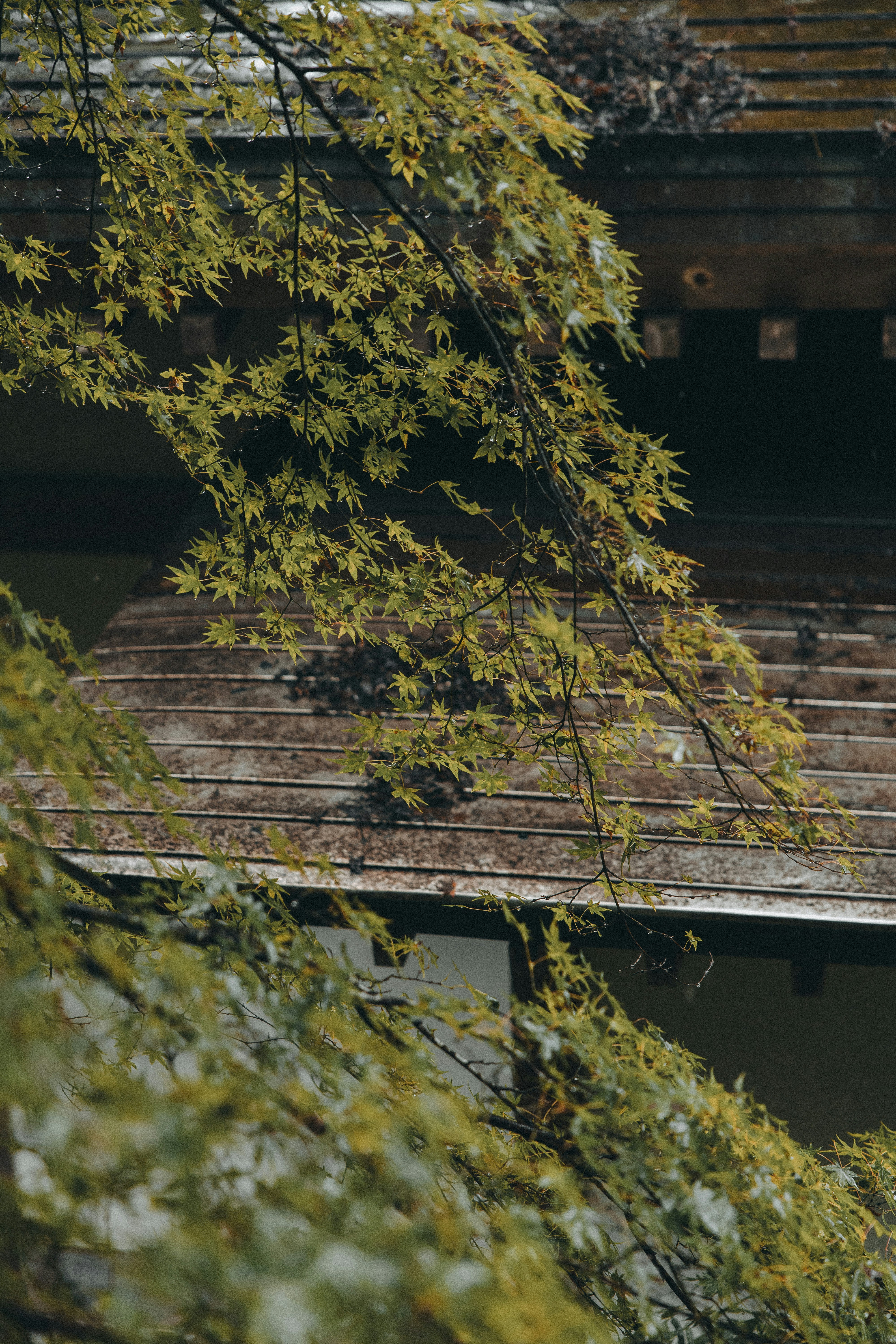 Overhanging Maple Fronds Above a Weathered Structure
