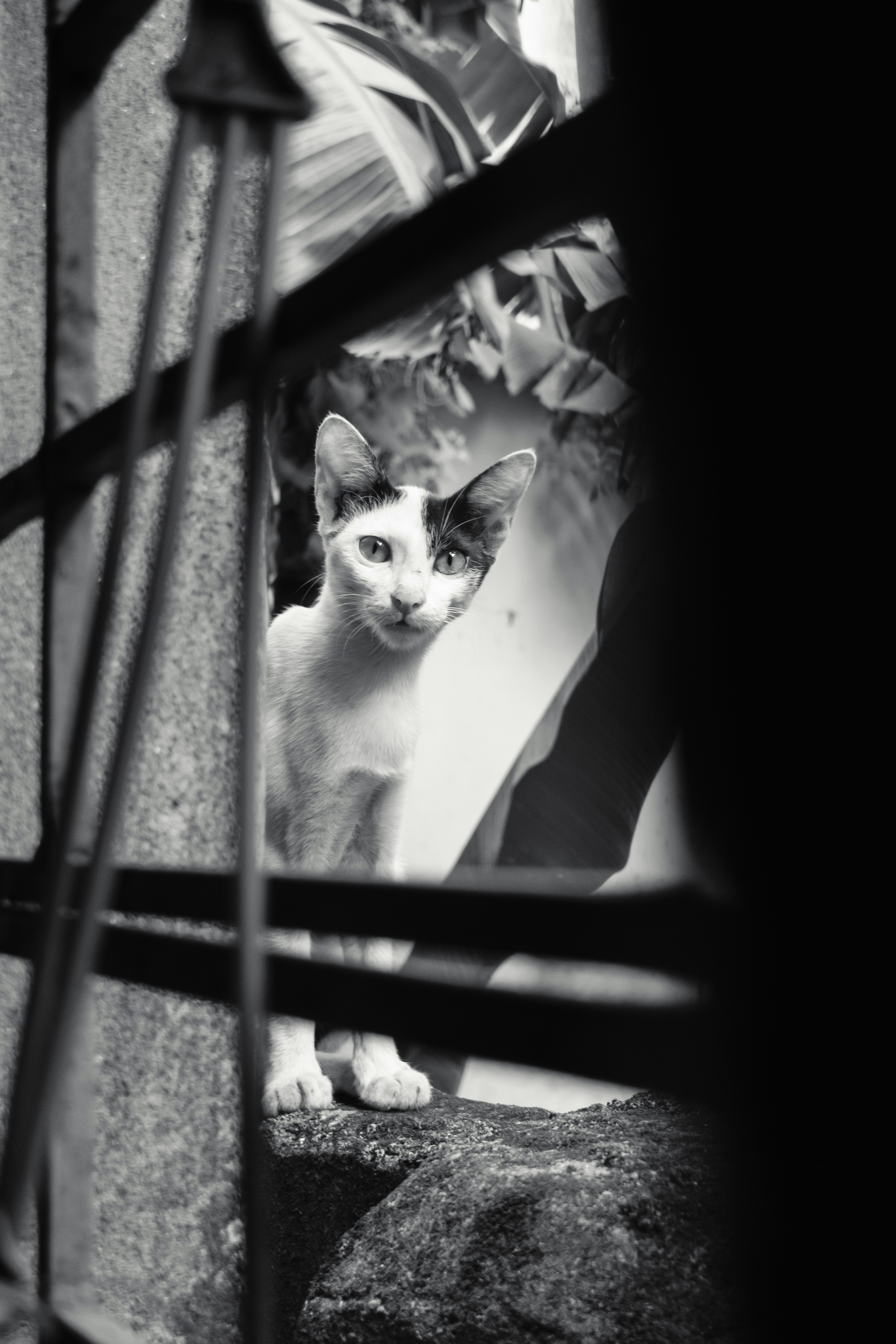 Cat in the Grey Alley: A Curious Stare Through Narrow Frames