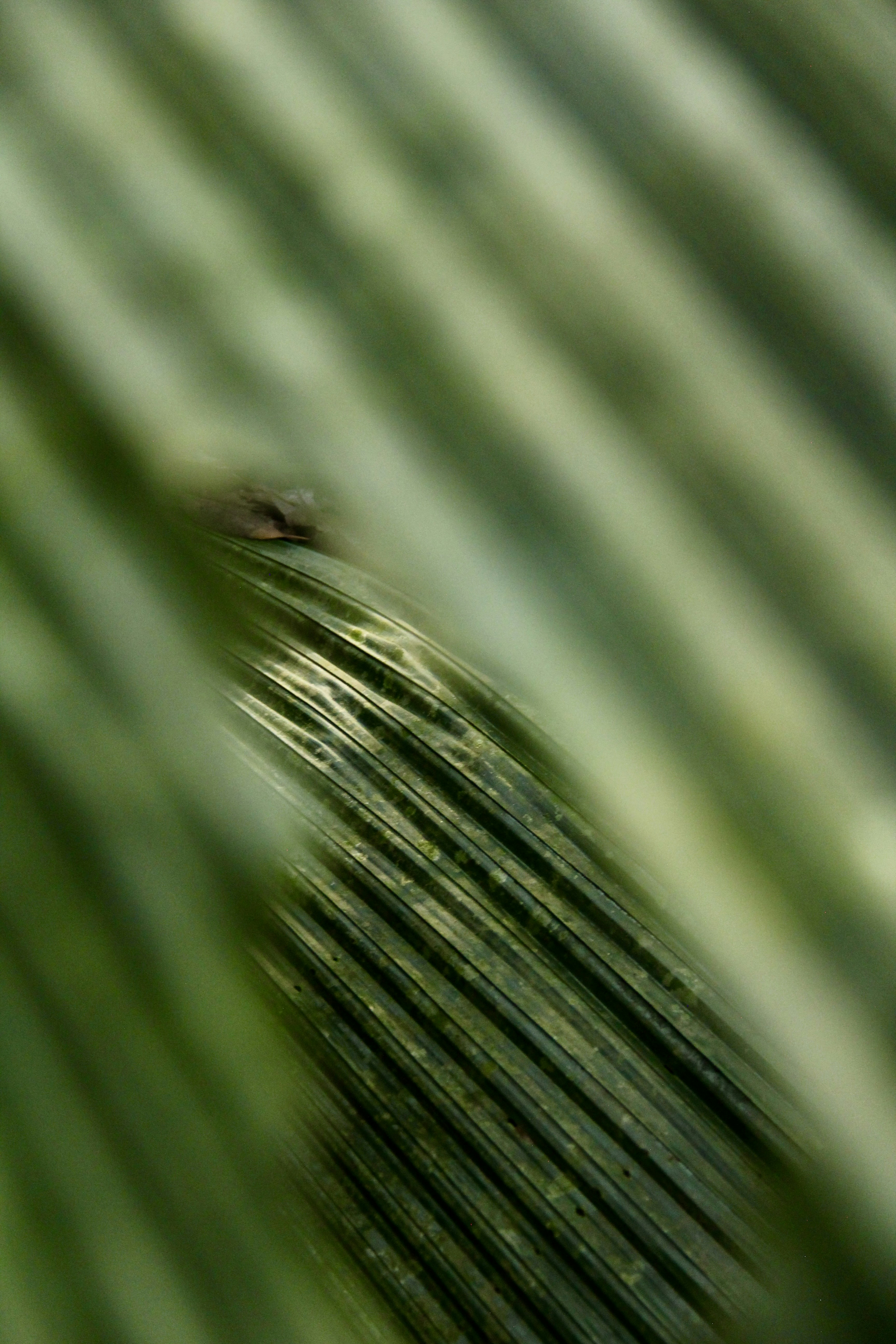 Close-up of overlapping palm fronds with soft, blurred lines creating a textured green abstraction. The shot emphasizes natural patterns rather than a recognizable subject.