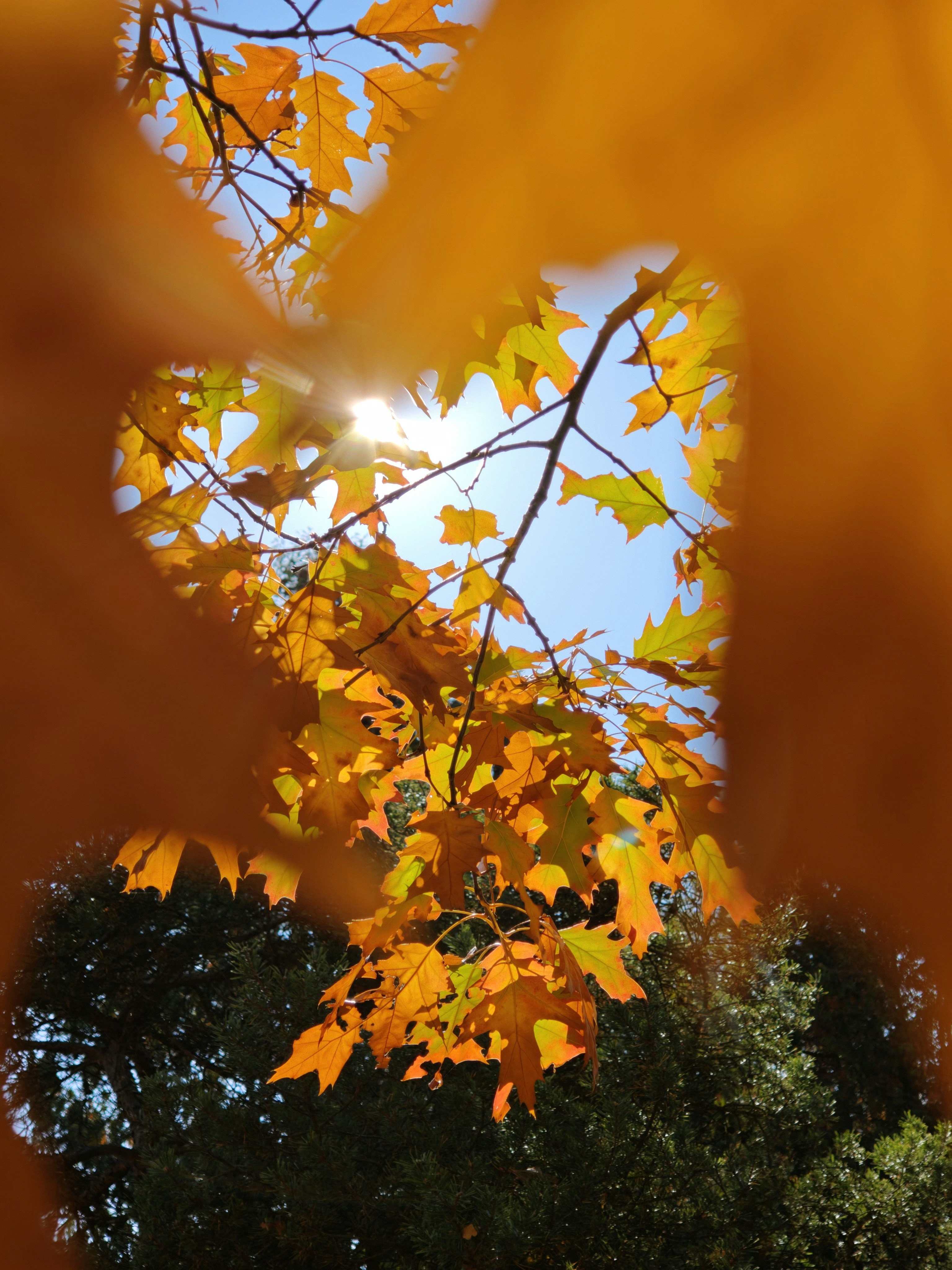 Sunlit Autumn Veil: Leaves Framing the Sky