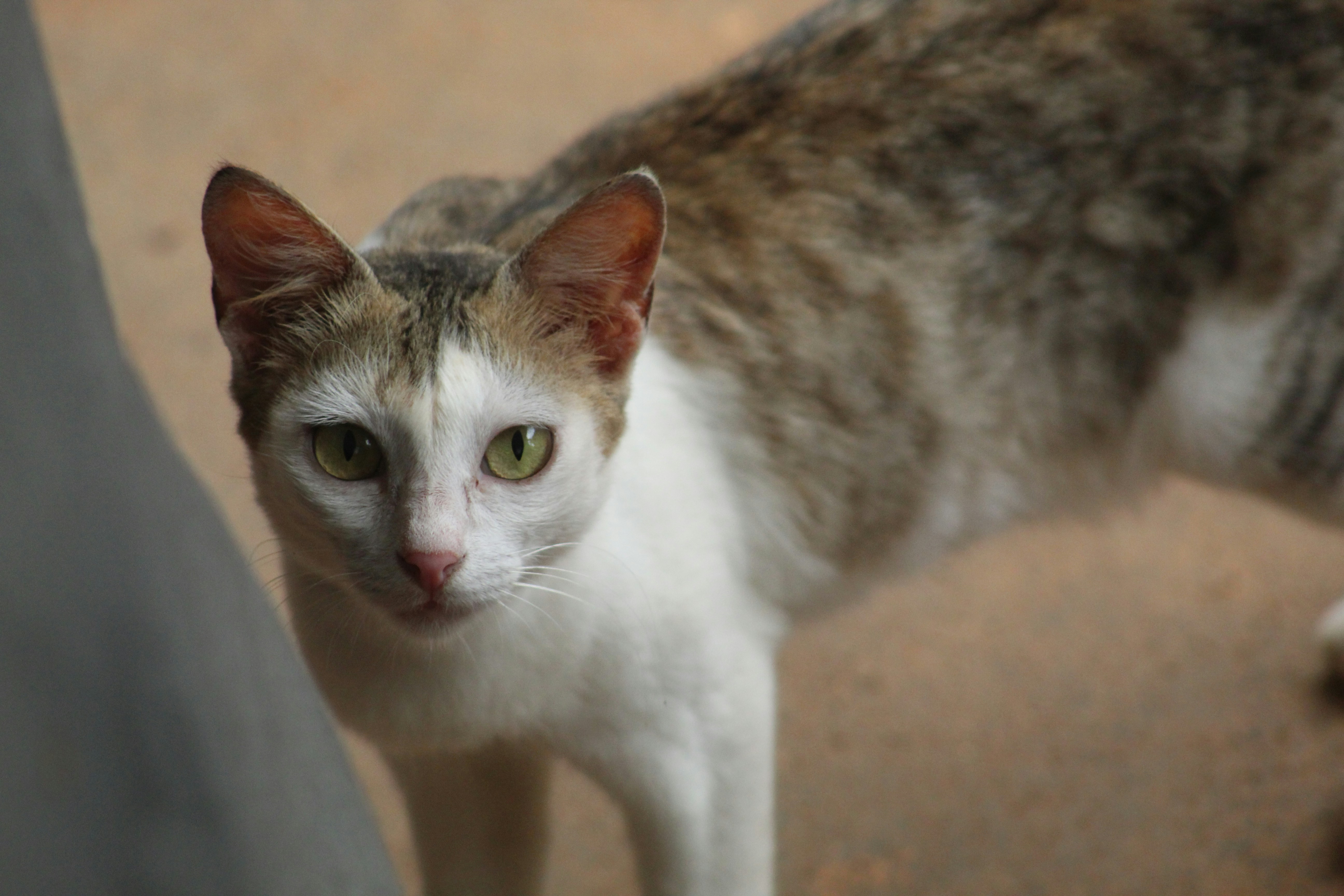 Curious Gaze: A Cat Pauses at the Edge of Shade