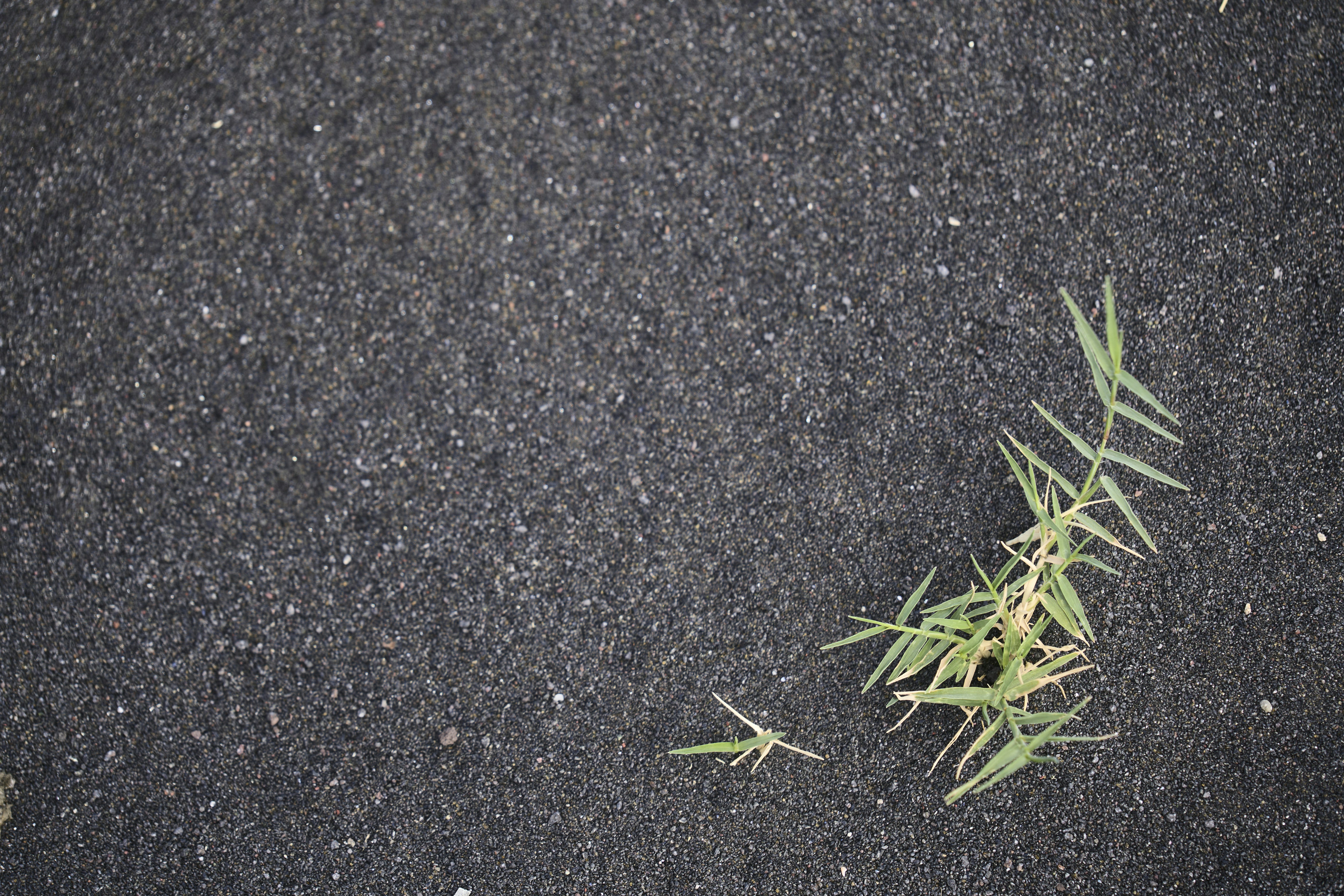 Weed at the Edge: A Sliver of Green Against Asphalt