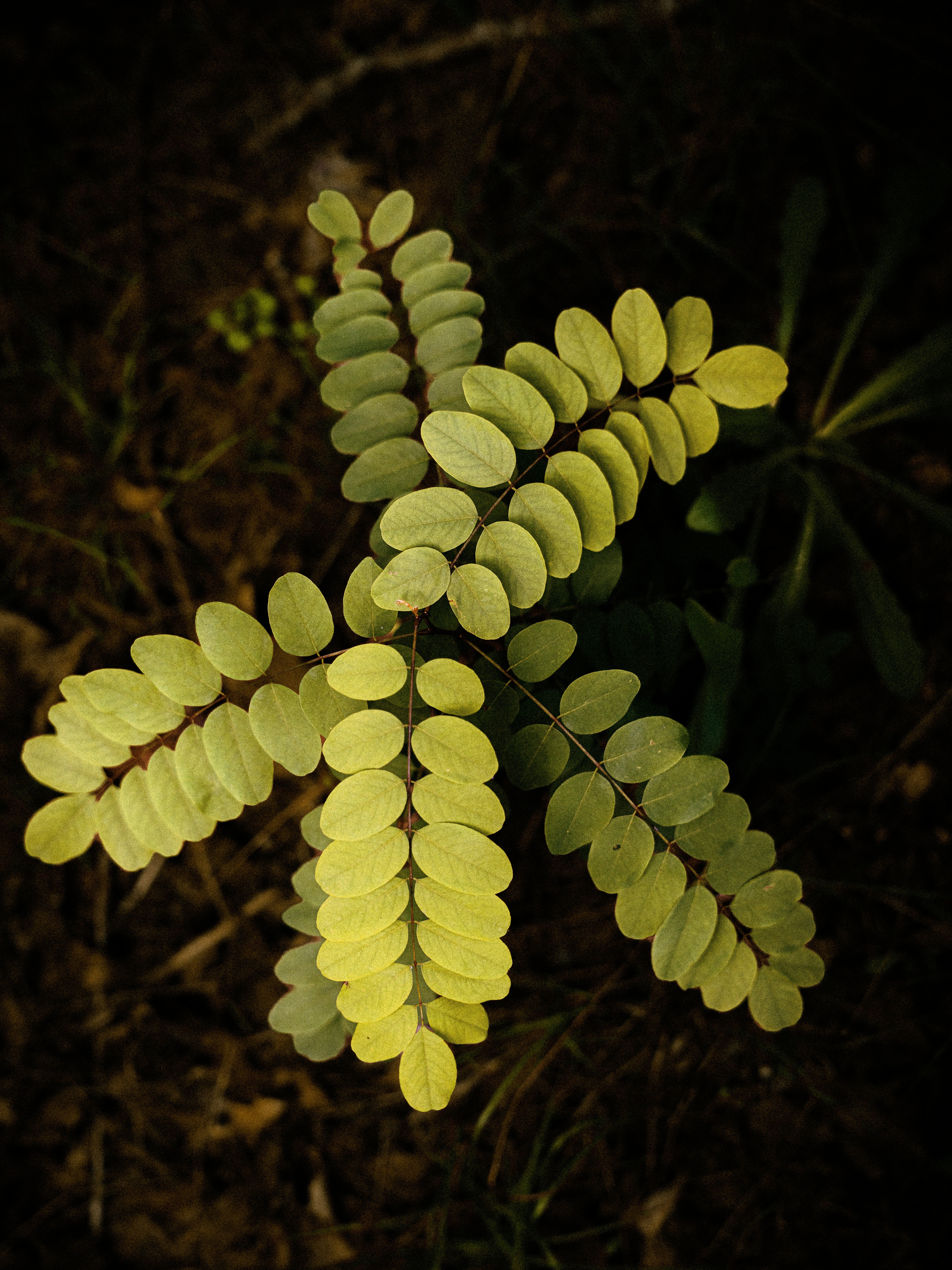 Backlit Fern Fronds: A Quiet Moment of Green in Dappled Shade