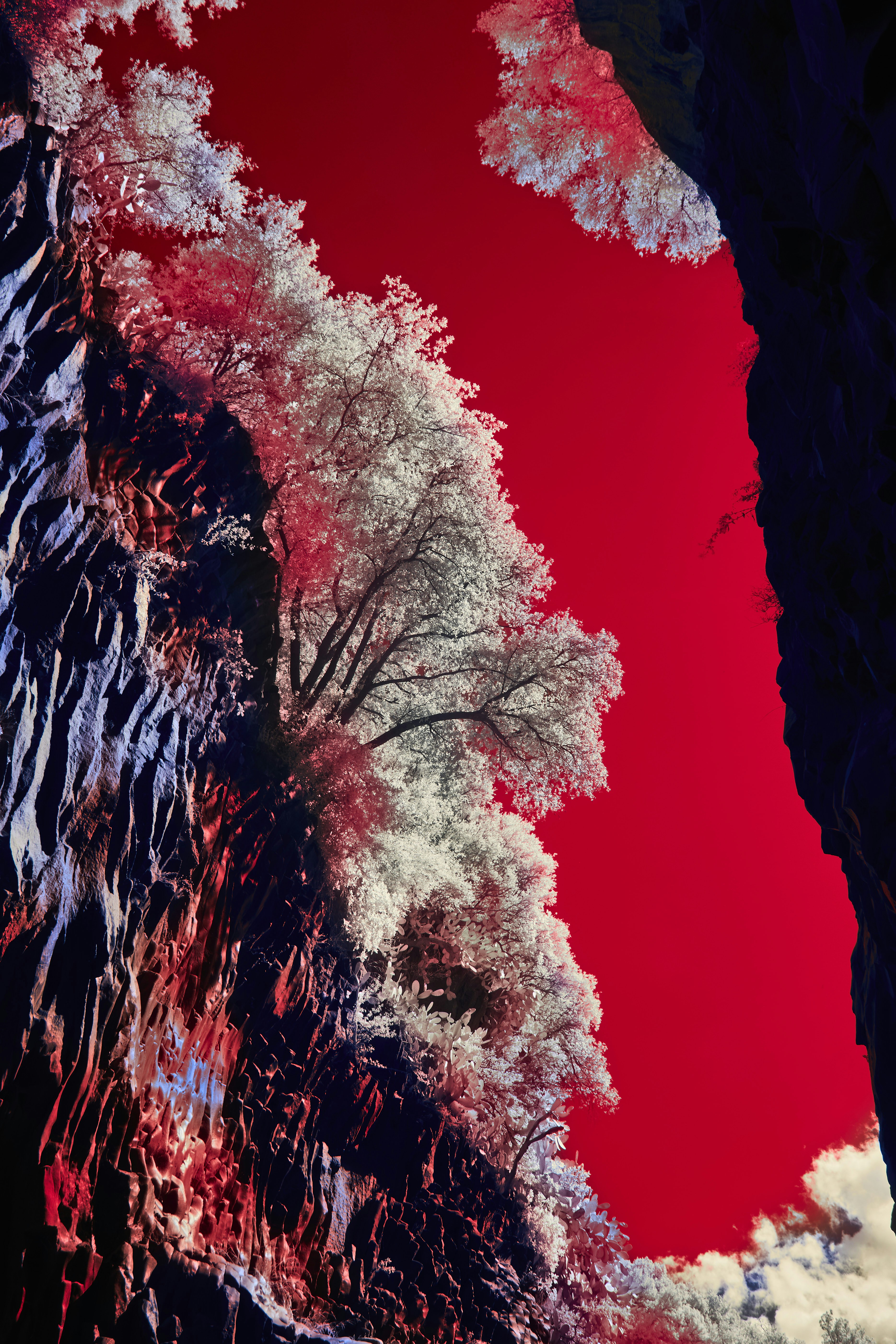 Red Canyon Reverie: Trees Climb an Inverted Sky