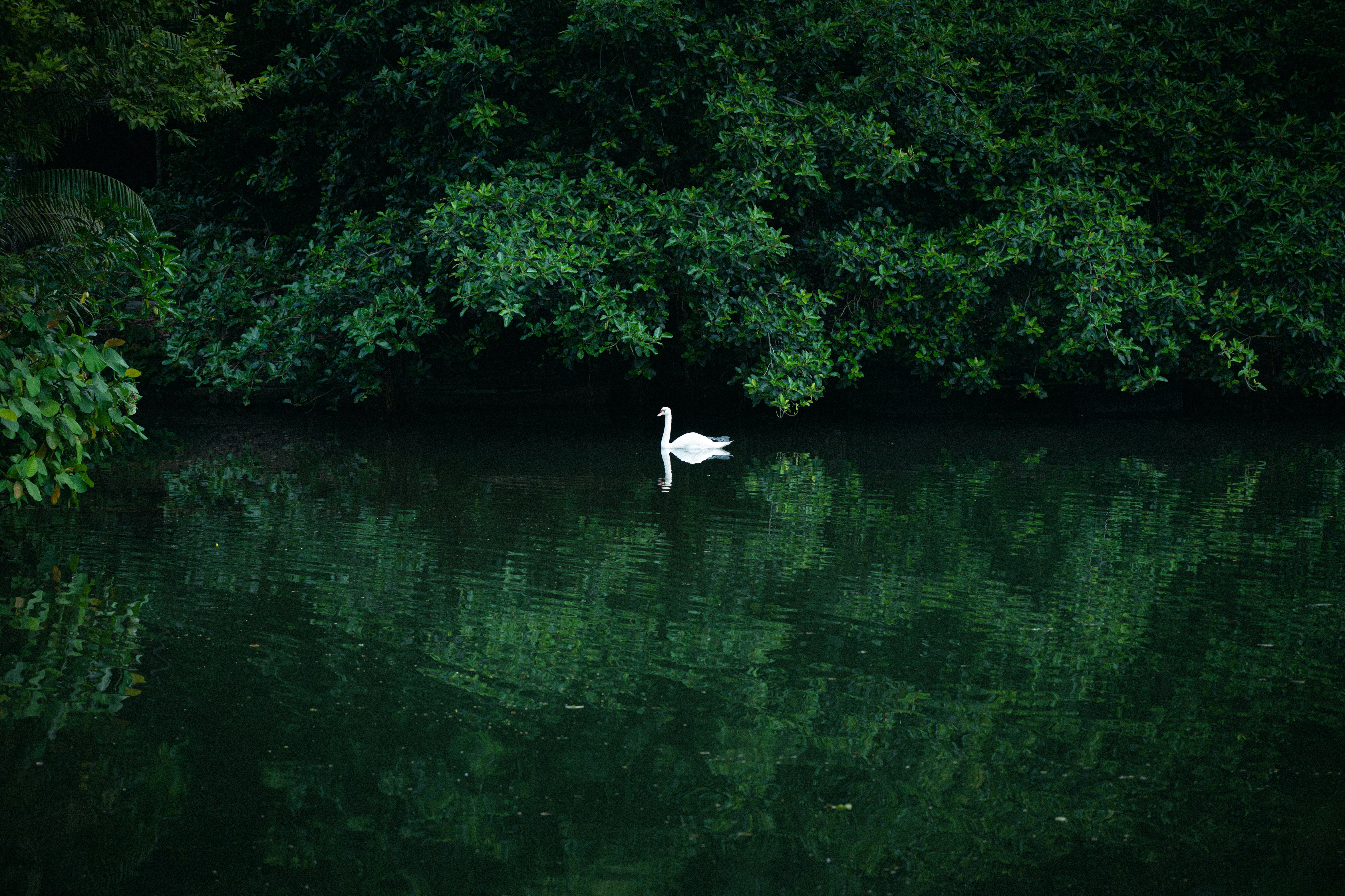 White Heron in Quiet Green Mirror
