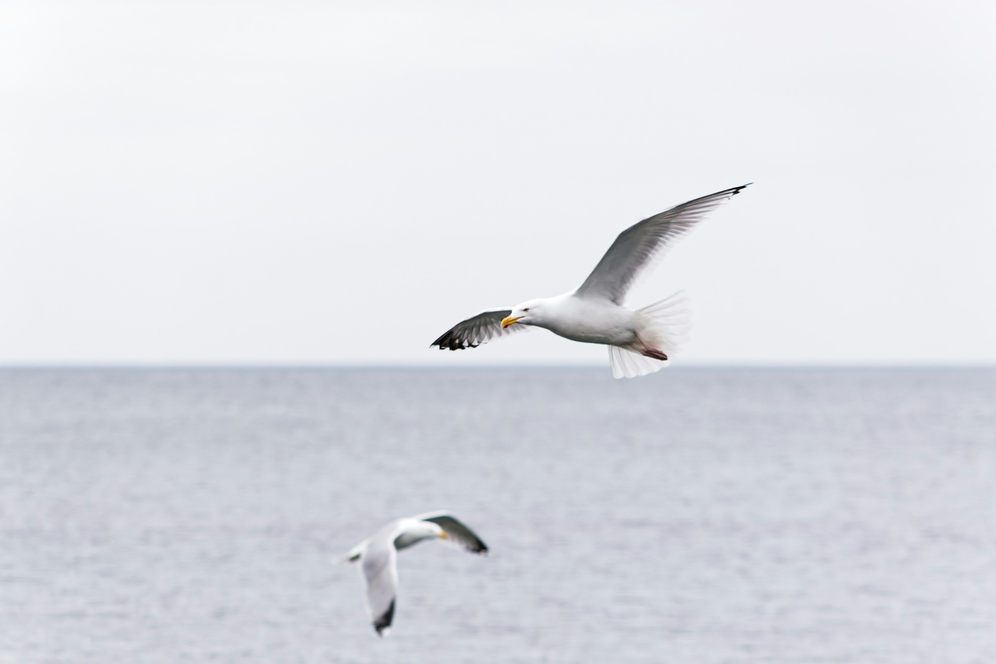 Two seagulls skim over a calm sea at the horizon, one in sharp flight with extended wings and the other blurred in the distance, conveying motion above a tranquil coastal scene.