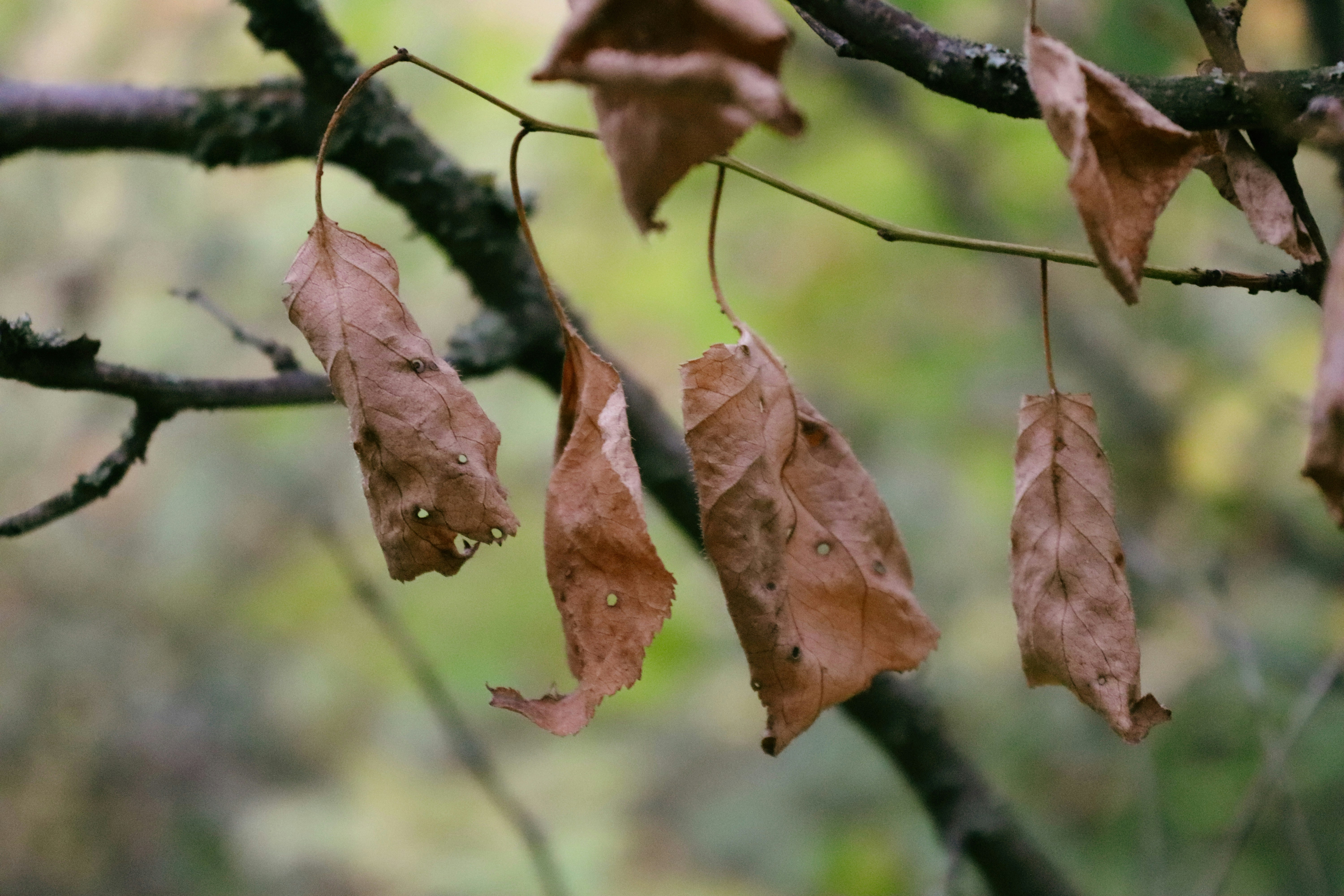 Autumn Foliage in Soft Focus: Persimmon Leaves on Gnarled Branch