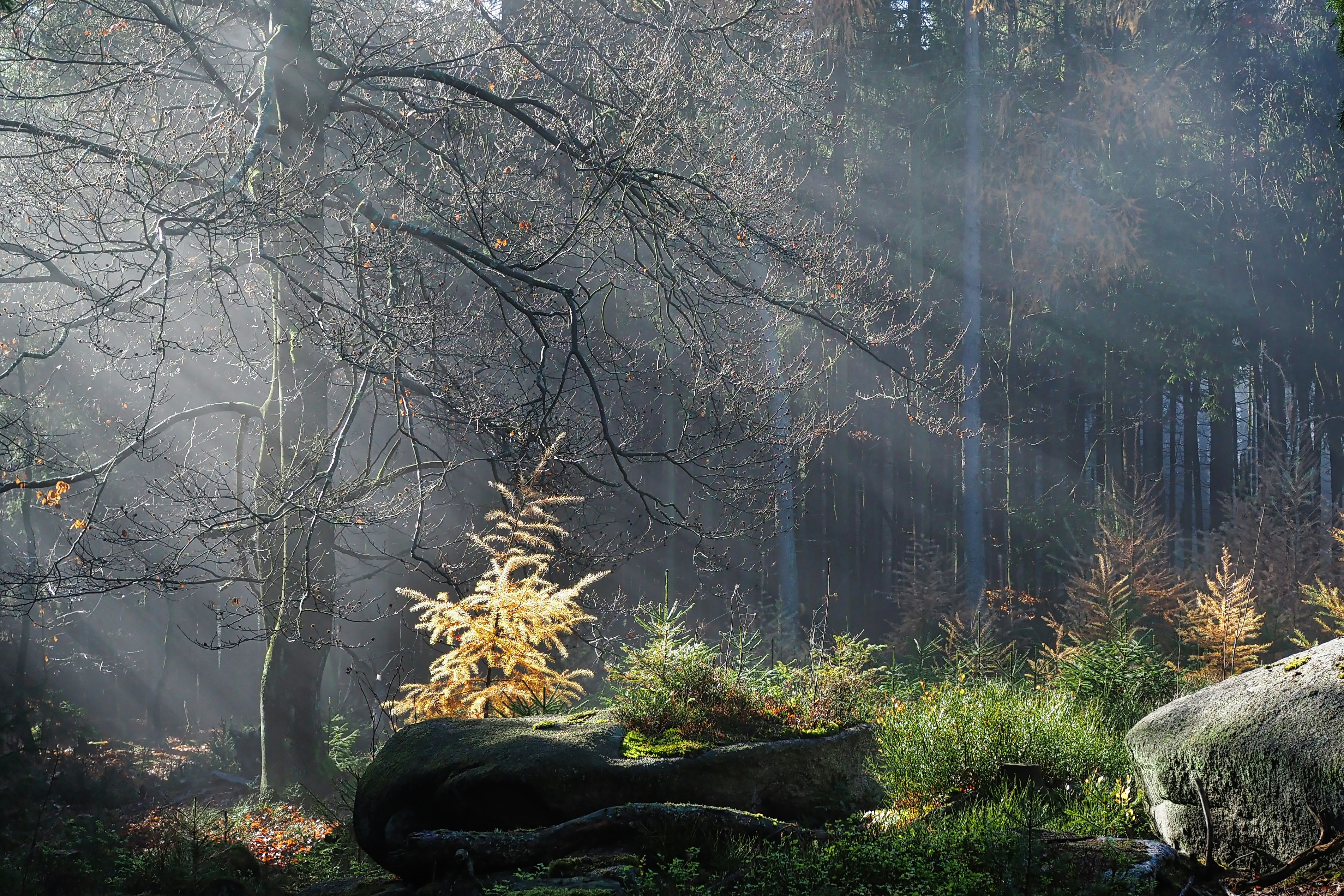 Sunlit fern and moss-covered rock bathed in soft morning light within a misty forest clearing.