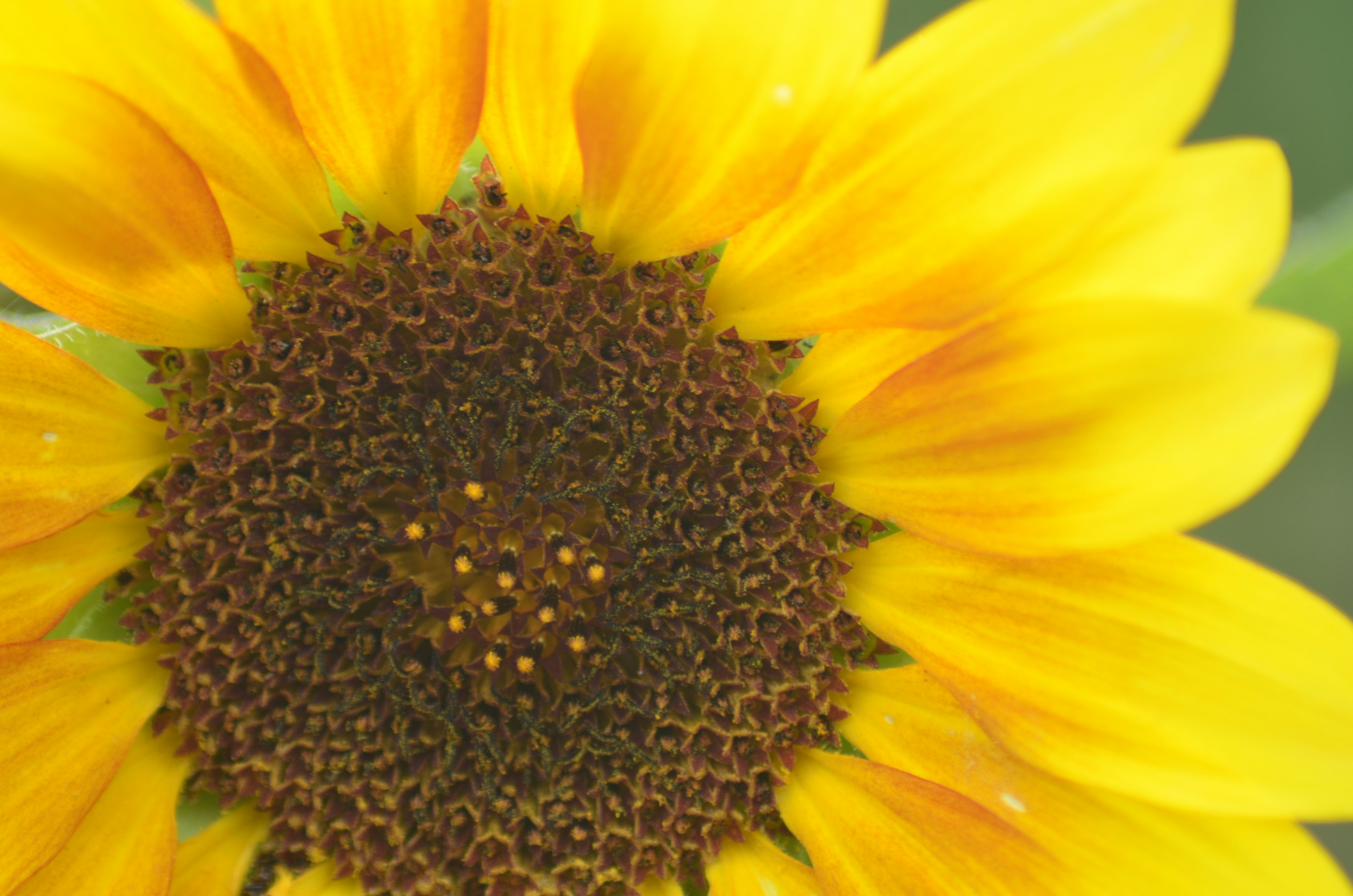 Sunlit Core: A Close-Up of a Radiant Sunflower Center