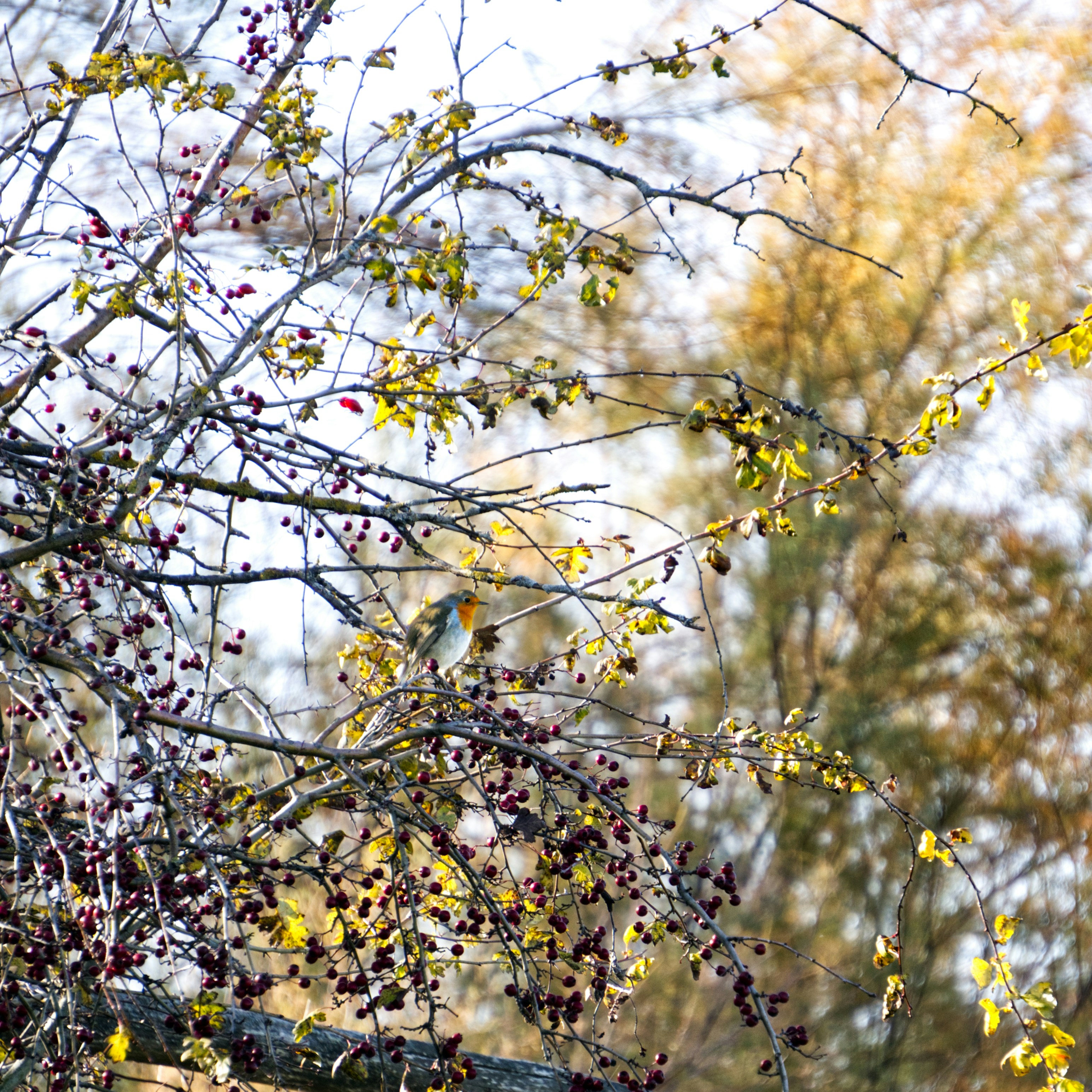 A small European robin resting among thin branches, autumn leaves and red berries in the countryside of Spinello, Romagna.