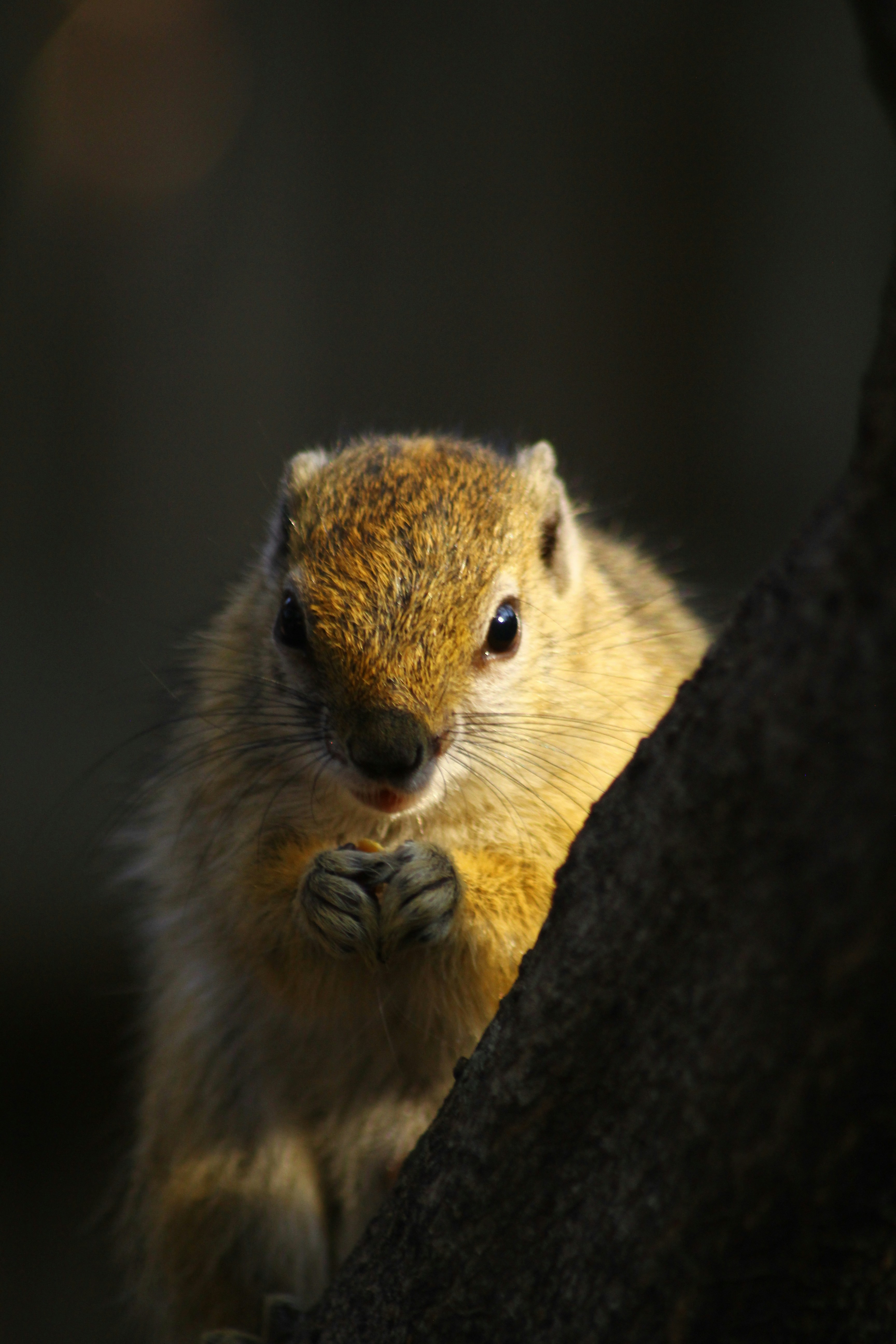 Curious Squirrel Clinging to Bark, Waiting in the Shadow