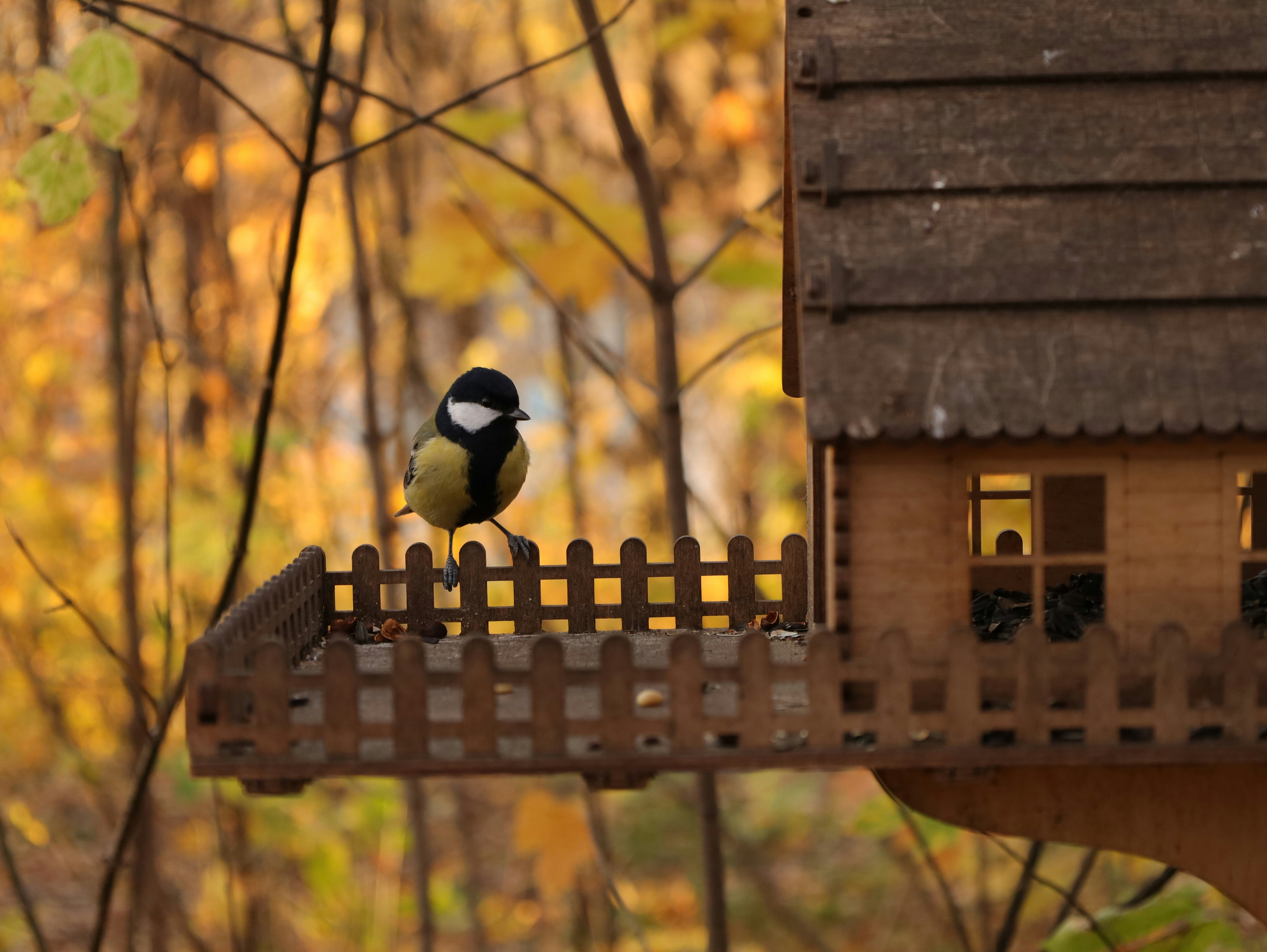 A small bird perched on a wooden railing of a handcrafted birdhouse set against autumn foliage; the scene emphasizes the scene’s warm tones and rustic detail.