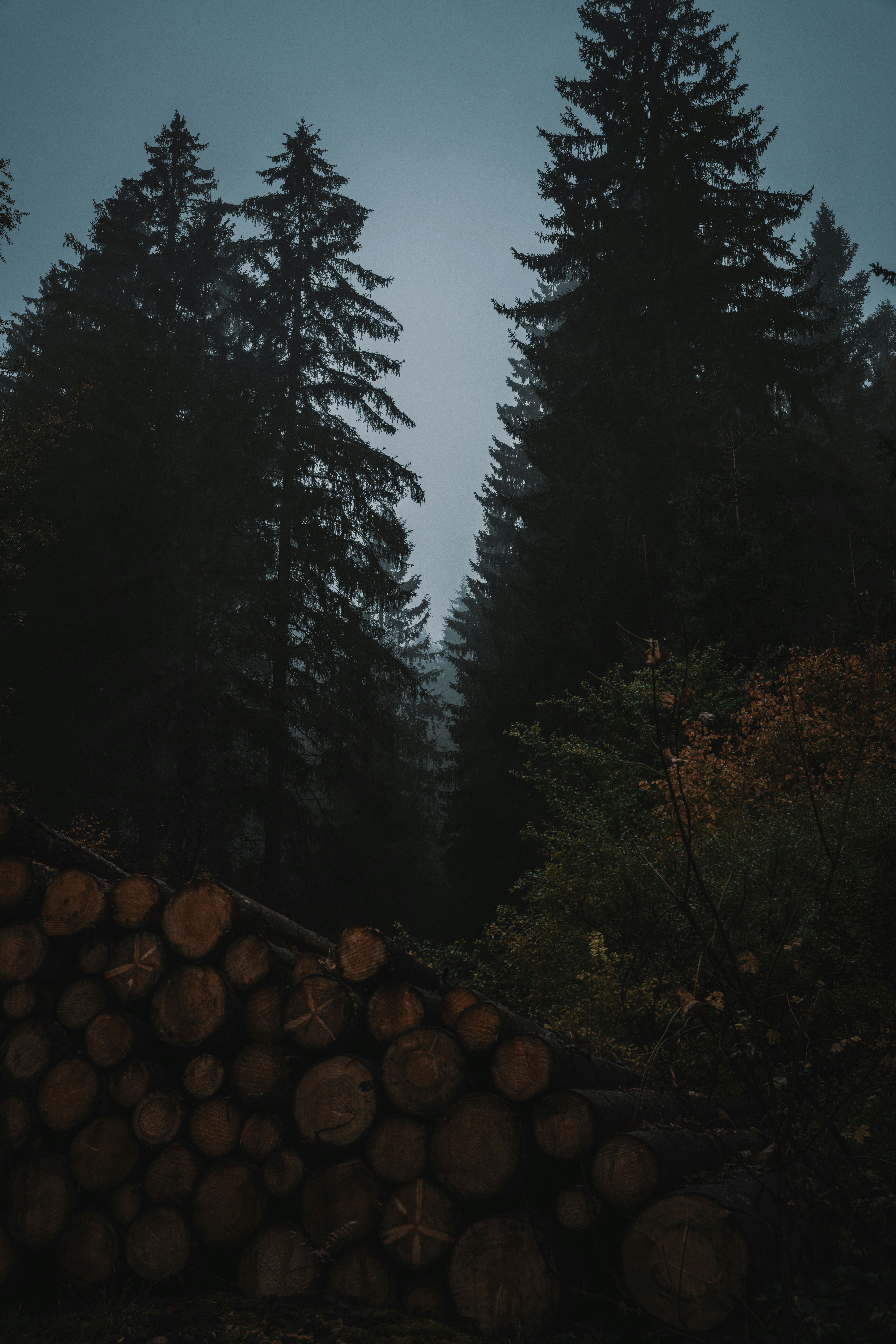 Stacked logs form a horizontal base beneath towering pines as dusk shadows the forest, suggesting quiet resilience and depth of the scene.