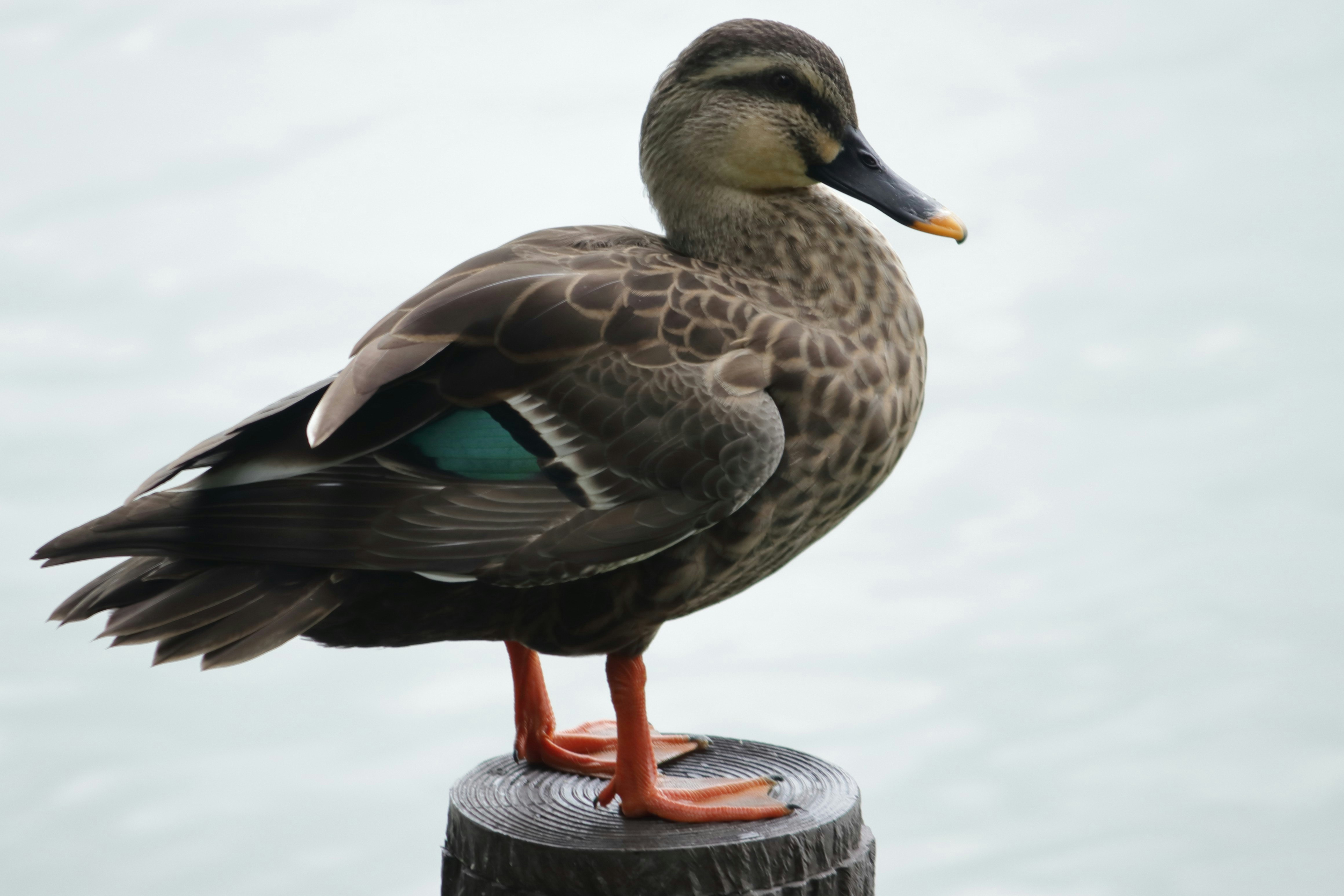 Lilypad Sentinel: A Duck Perched on the Dock Post