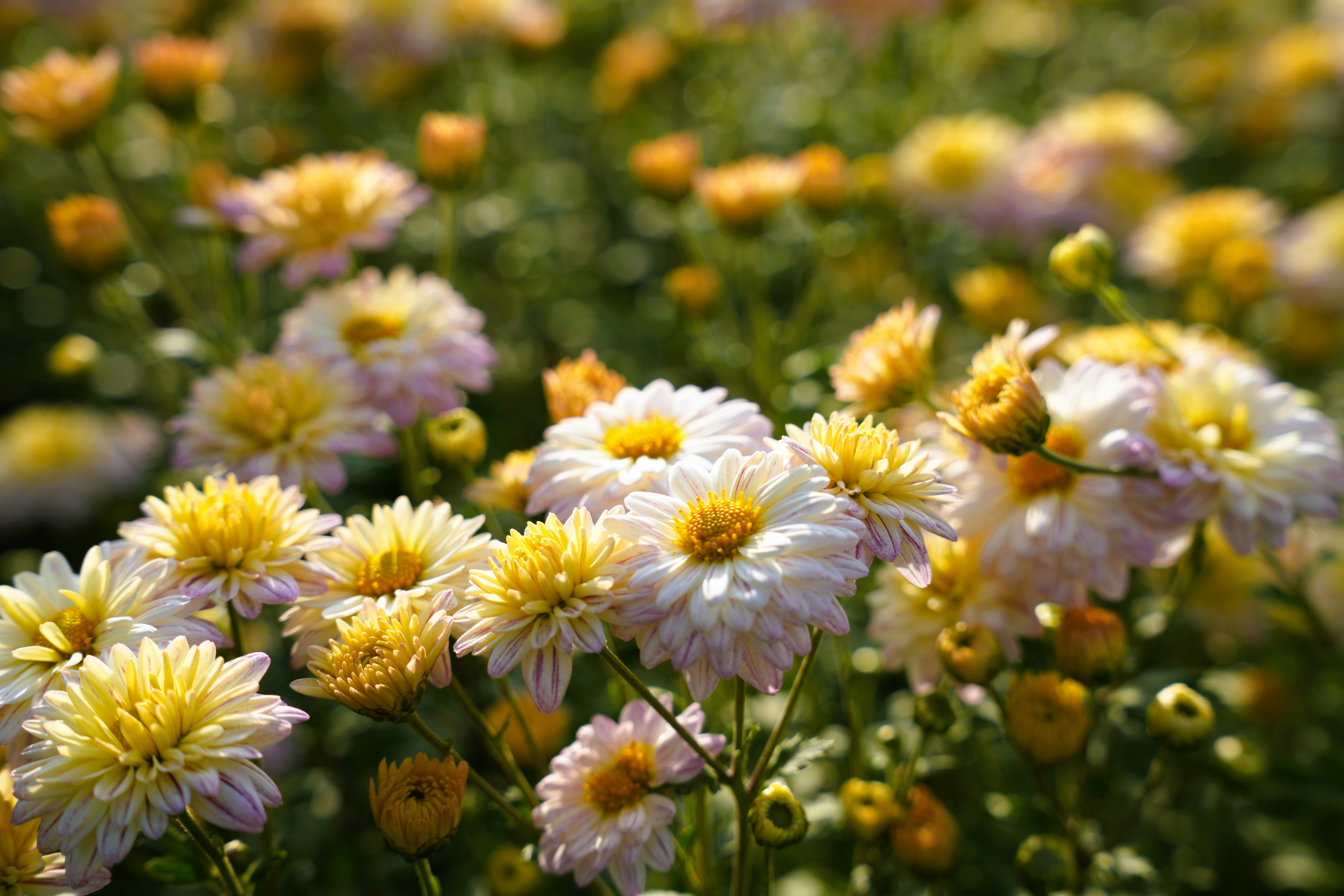 A field of pale-yellow and white daisies bathed in warm sunlight, creating a bright, painterly floral scene.