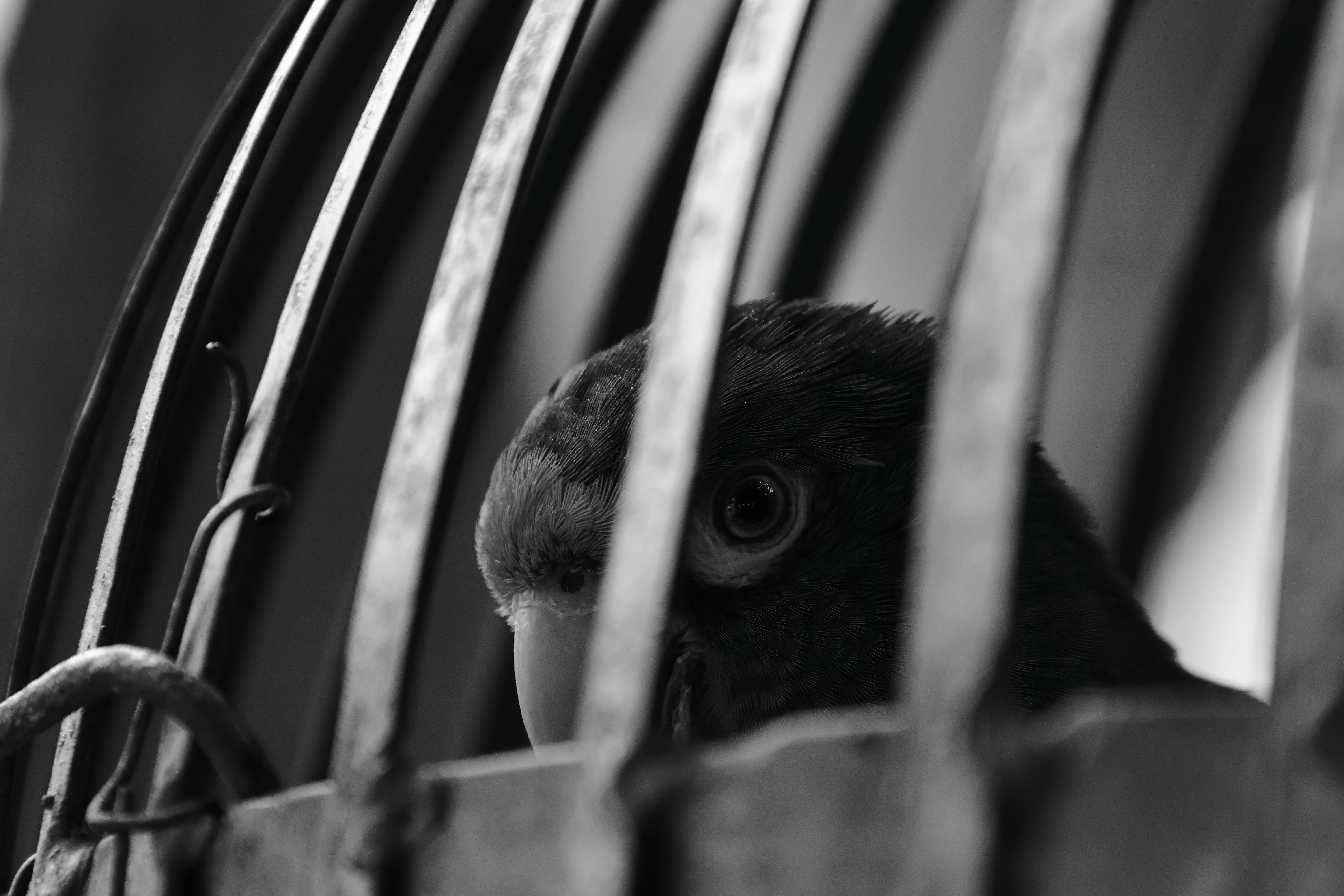 Dark grayscale portrait of a bird peering through metal bars, partial close-up with focus on the eye and beak; captures a sense of confinement and observation.