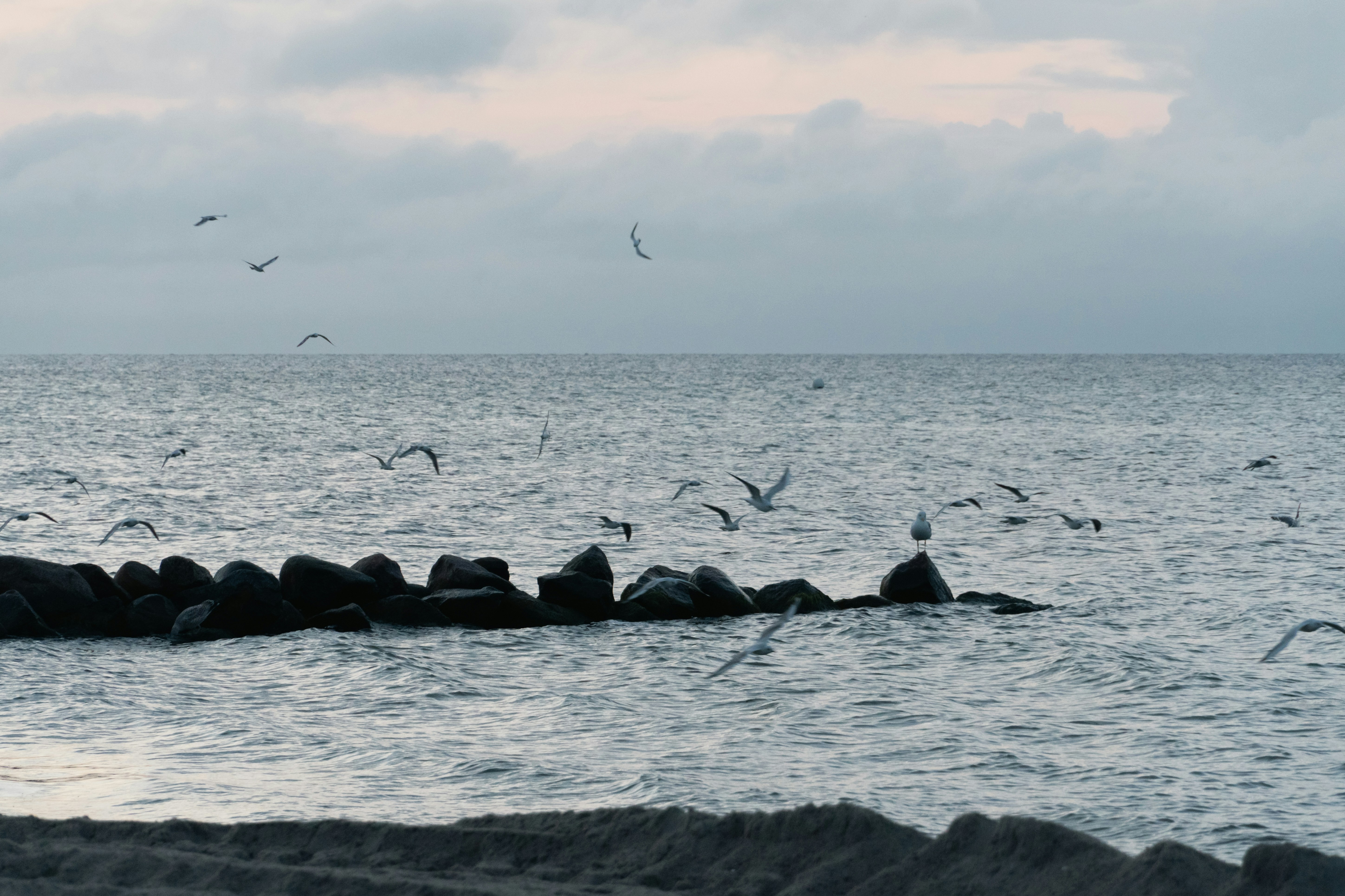Coastal Birds at Dusk: A Line of Breakwater Rocks Under Quiet Skies