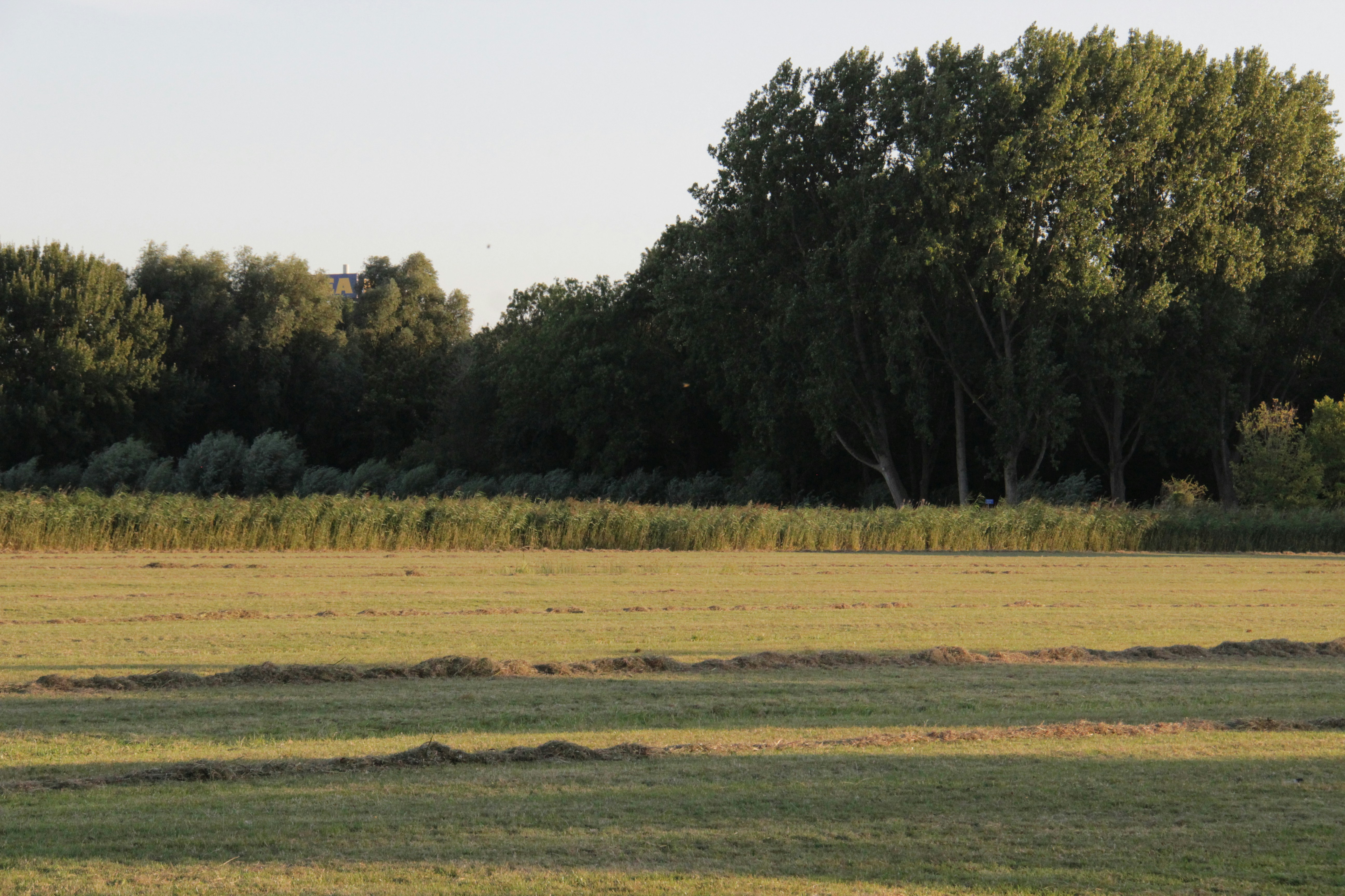 Open field with mowed strips leading to a row of trees along the horizon; soft evening light adds warm tones and long shadows.