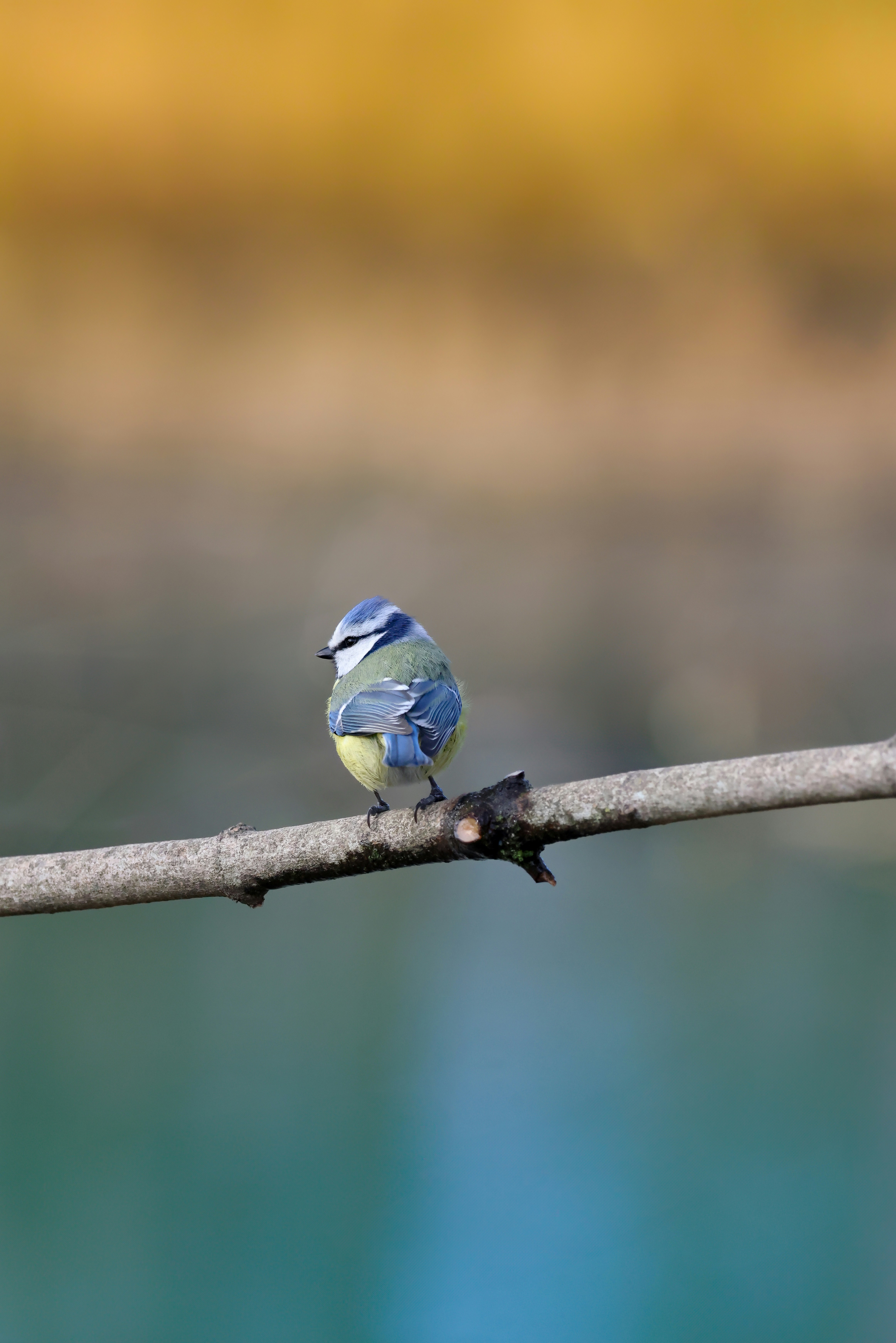 A Eurasian blue tit perched on a thin branch against a soft golden background
