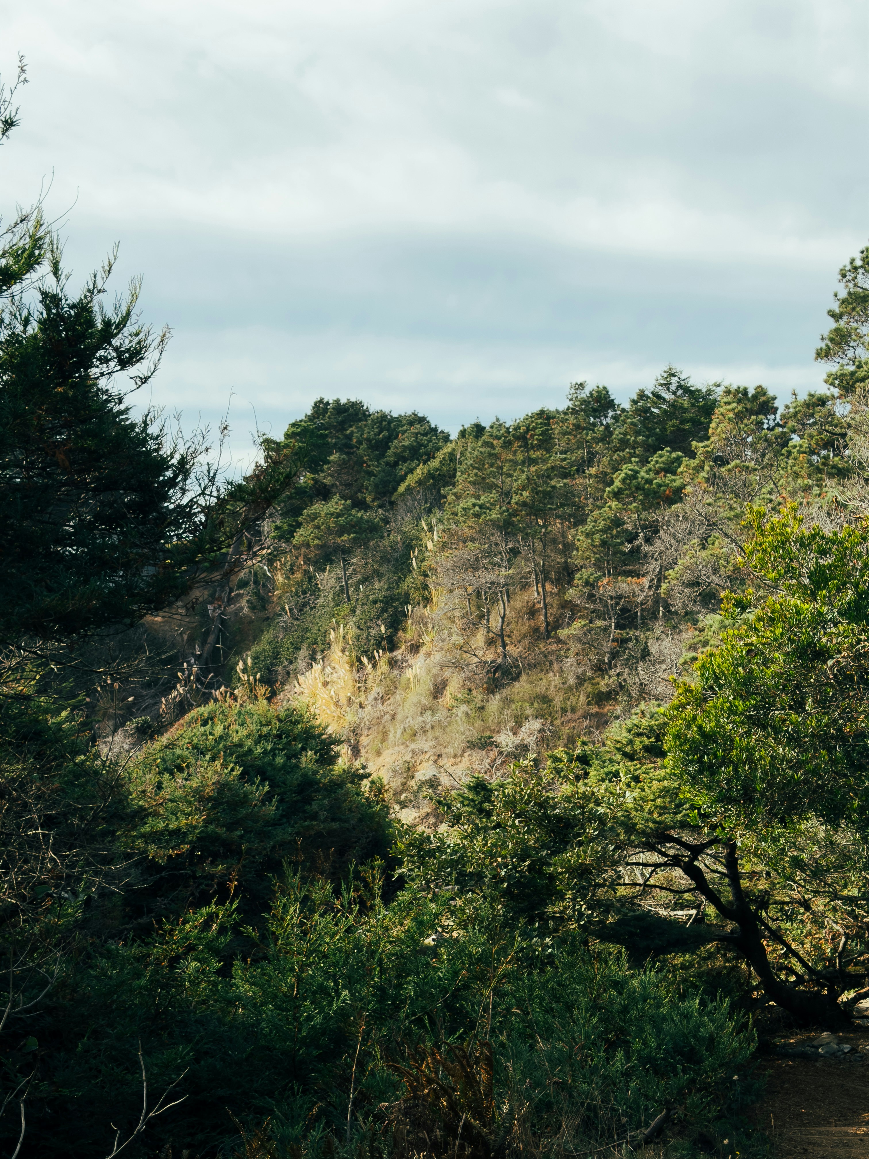 Sunlit Forest Rim: A Quiet Cliffside Walk Beneath Open Sky