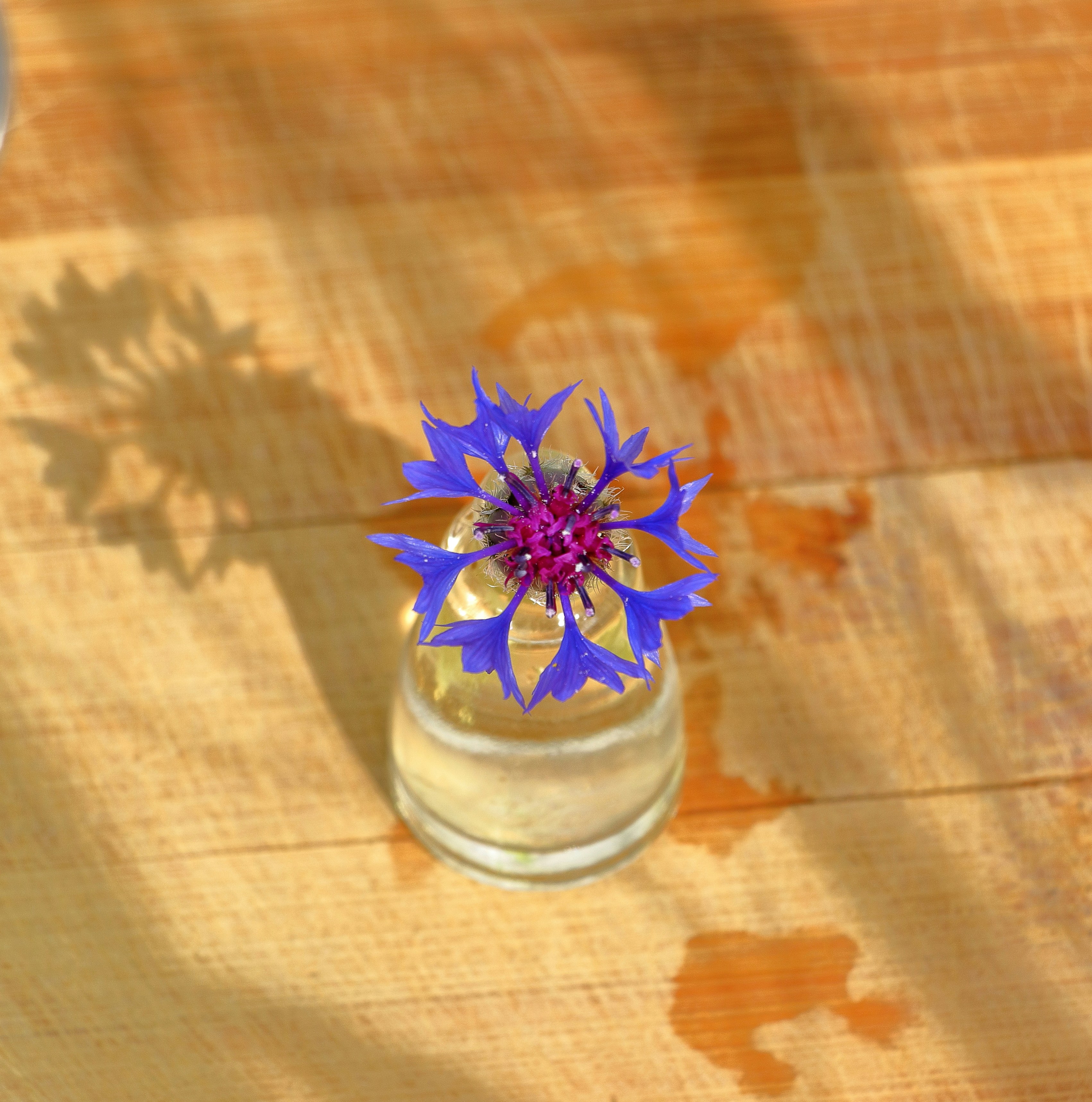 Violet bloom in a glass vase, on a warm wooden tabletop