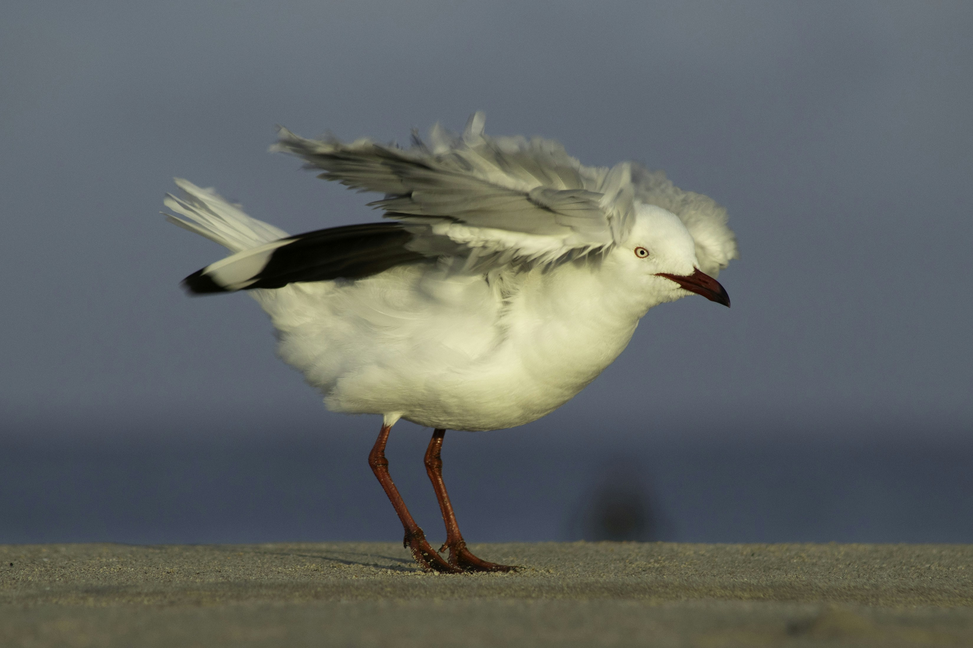 White-Furred Shoreline Gull in Mid-Stride