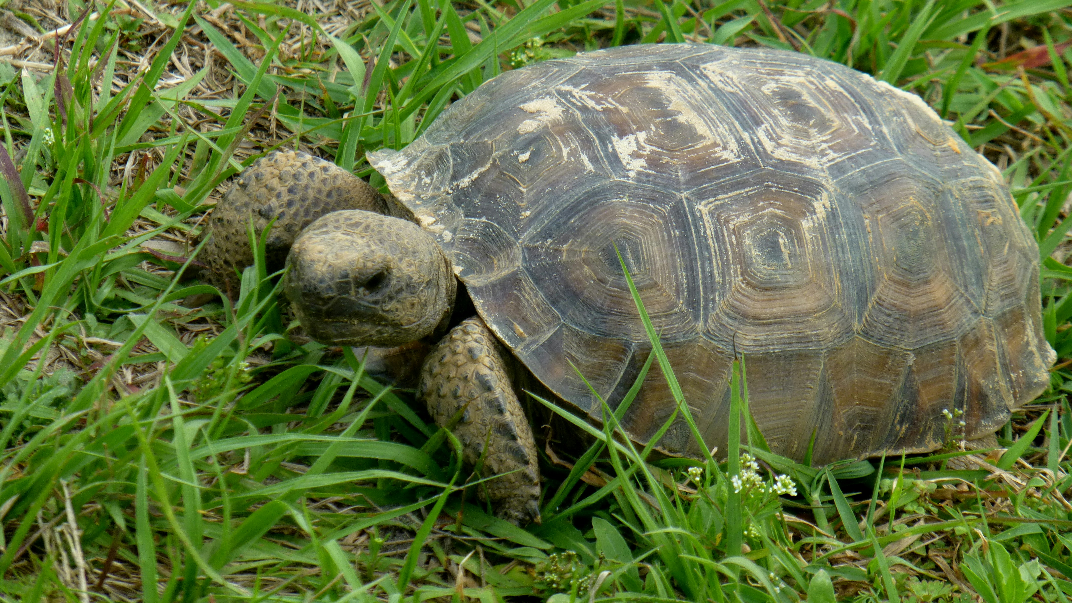 The critically endangered gopher tortoise