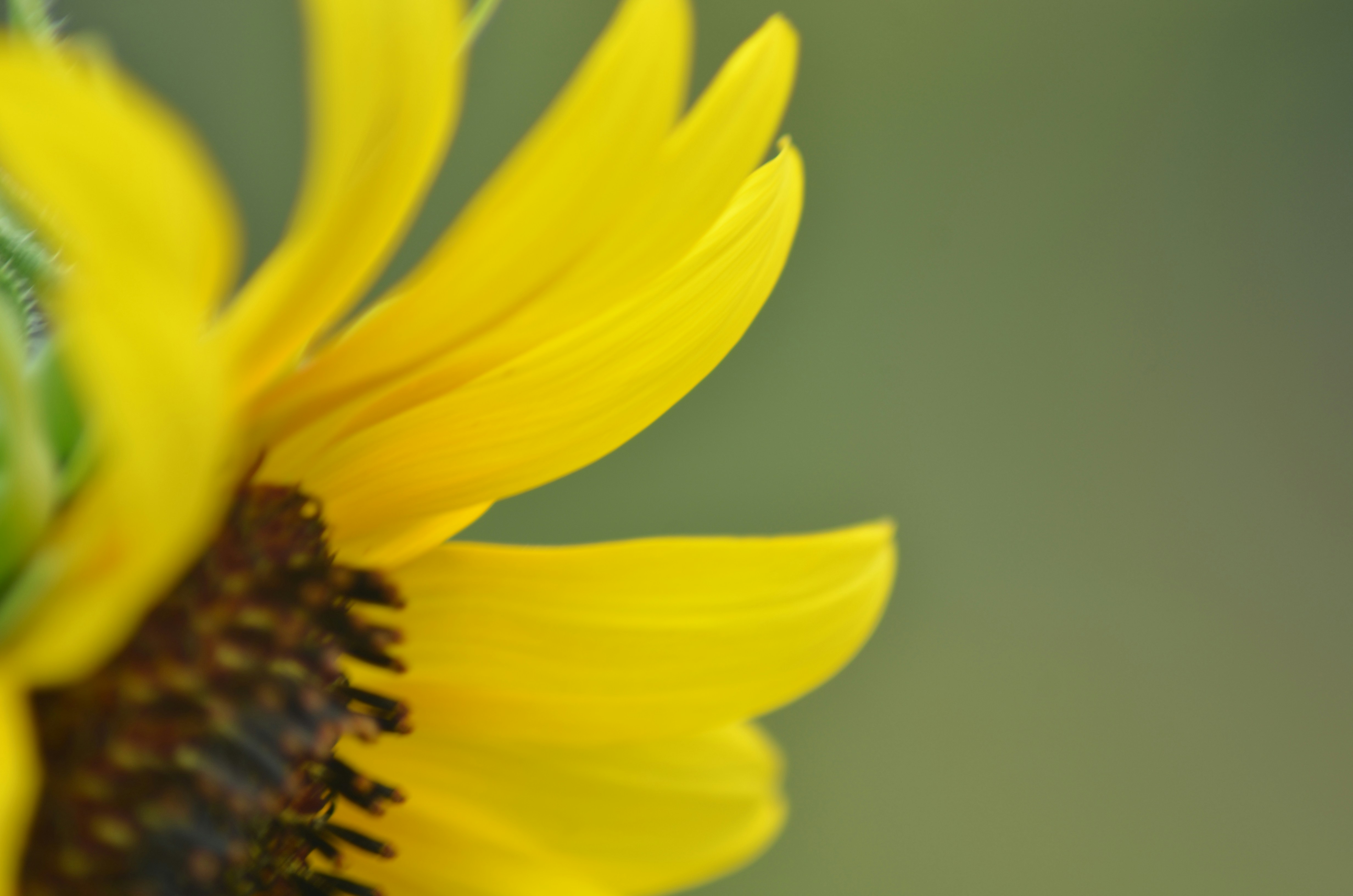 Bright yellow sunflower petals fill the left side with a soft green-brown background, highlighting the flower's edge and texture.