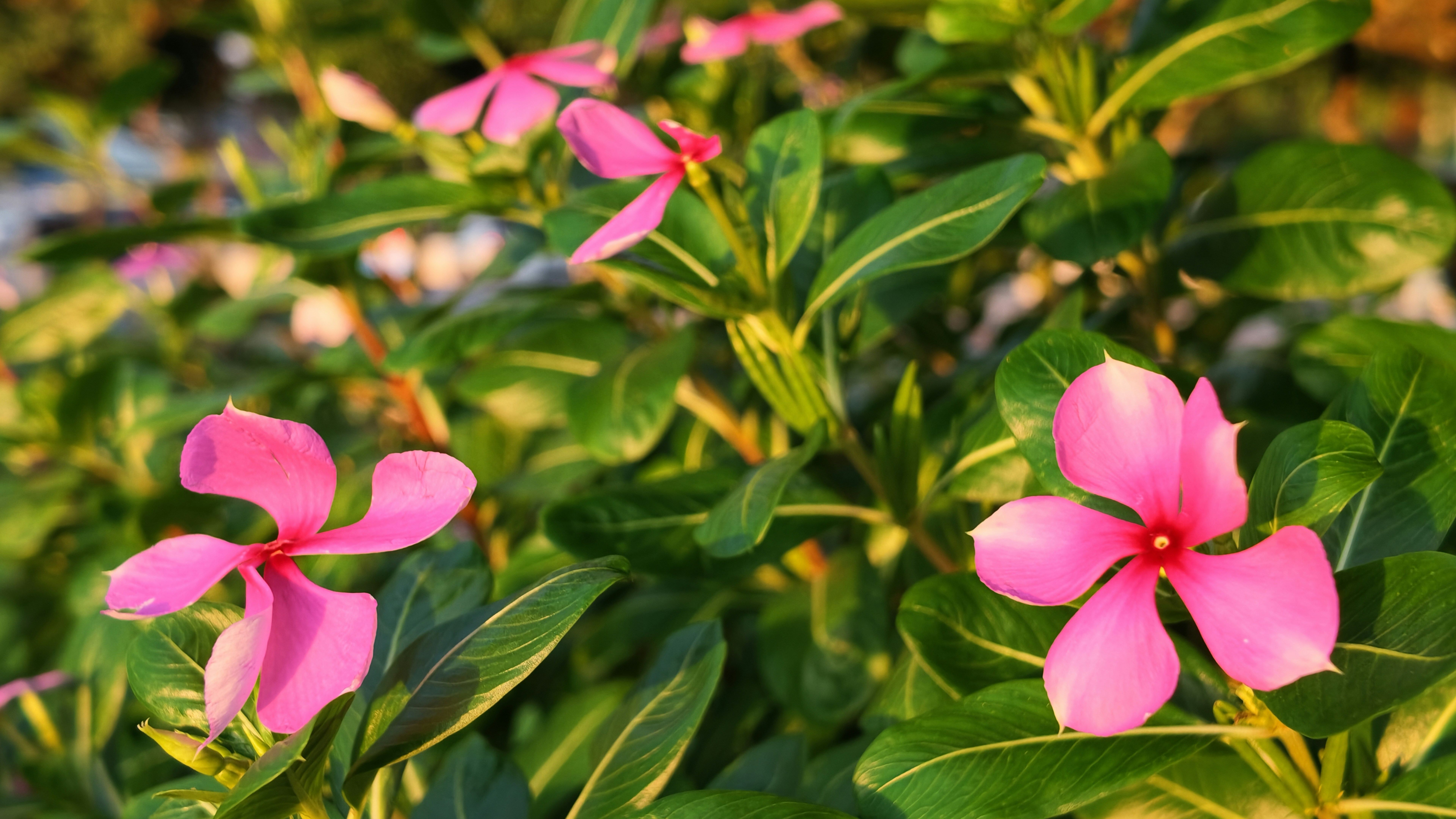 Vibrant pink periwinkle-like flowers pop against glossy green leaves, bathed in warm sunlight.