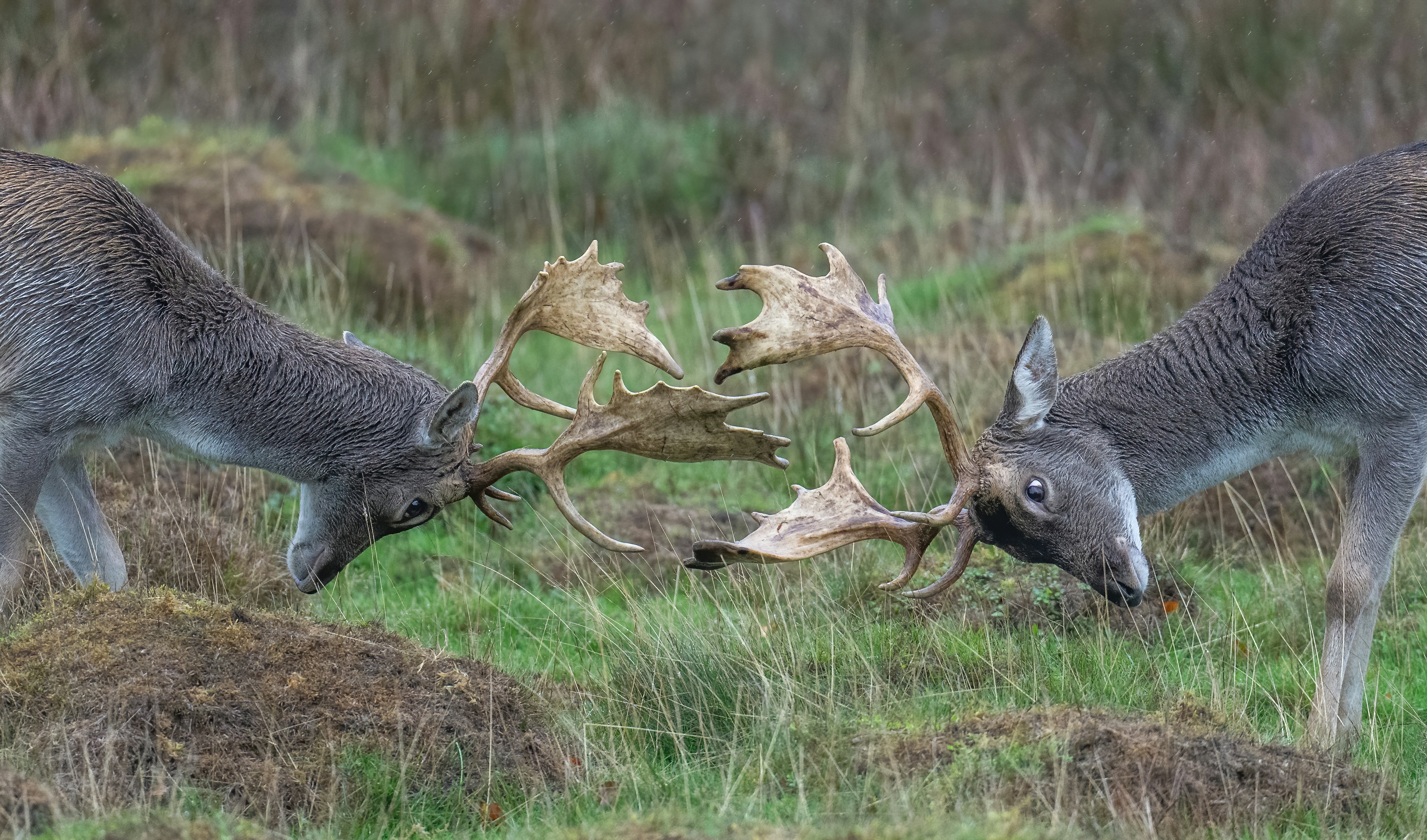 Two deer lock antlers in a tense confrontation across a grassy, mossy clearing, with heads bowed and rugged terrain framing the action. This is a natural wildlife moment, likely captured in a forest-edge environment.