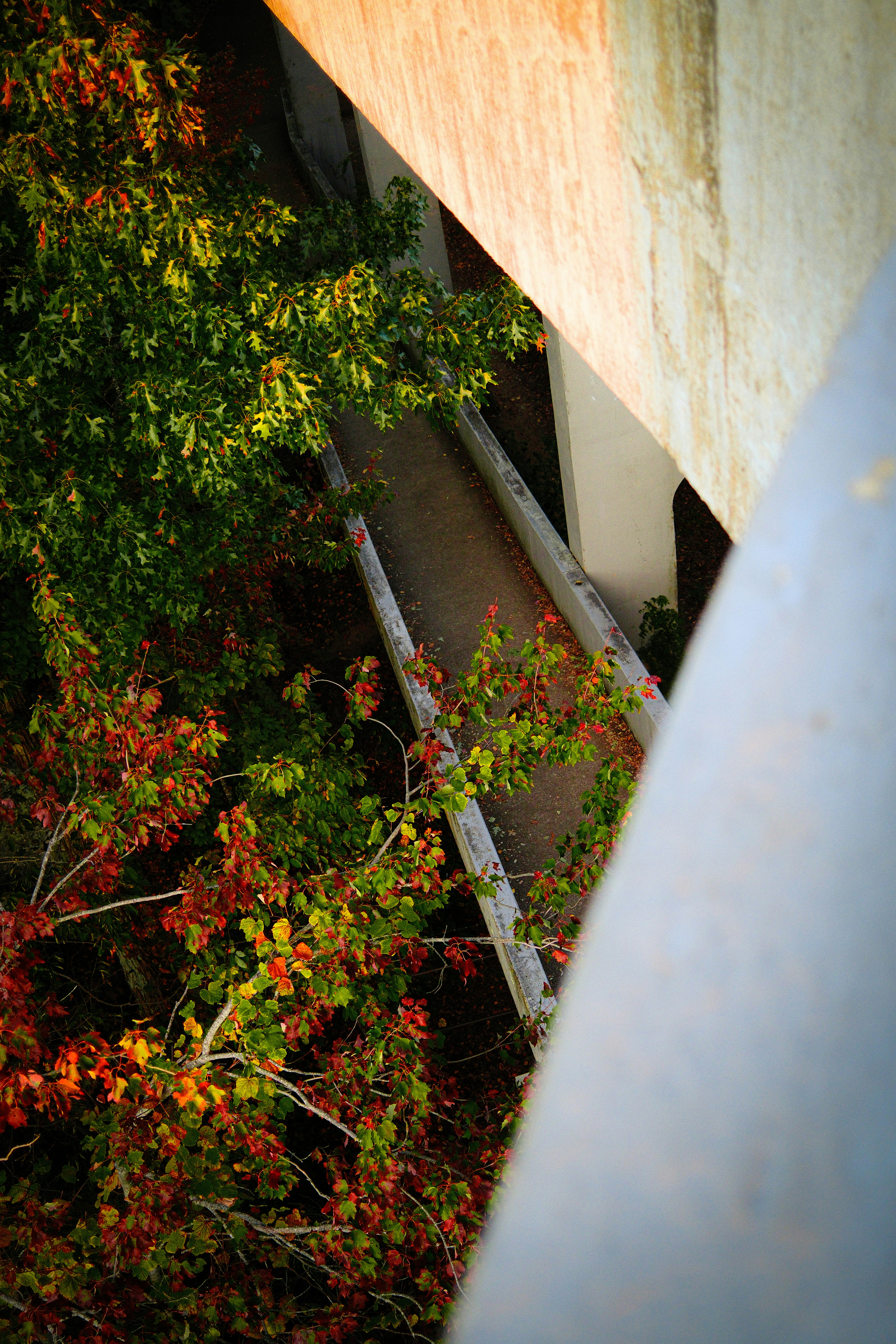 Overlooking the Quiet Rail Garden from a Rusting Passenger Bridge