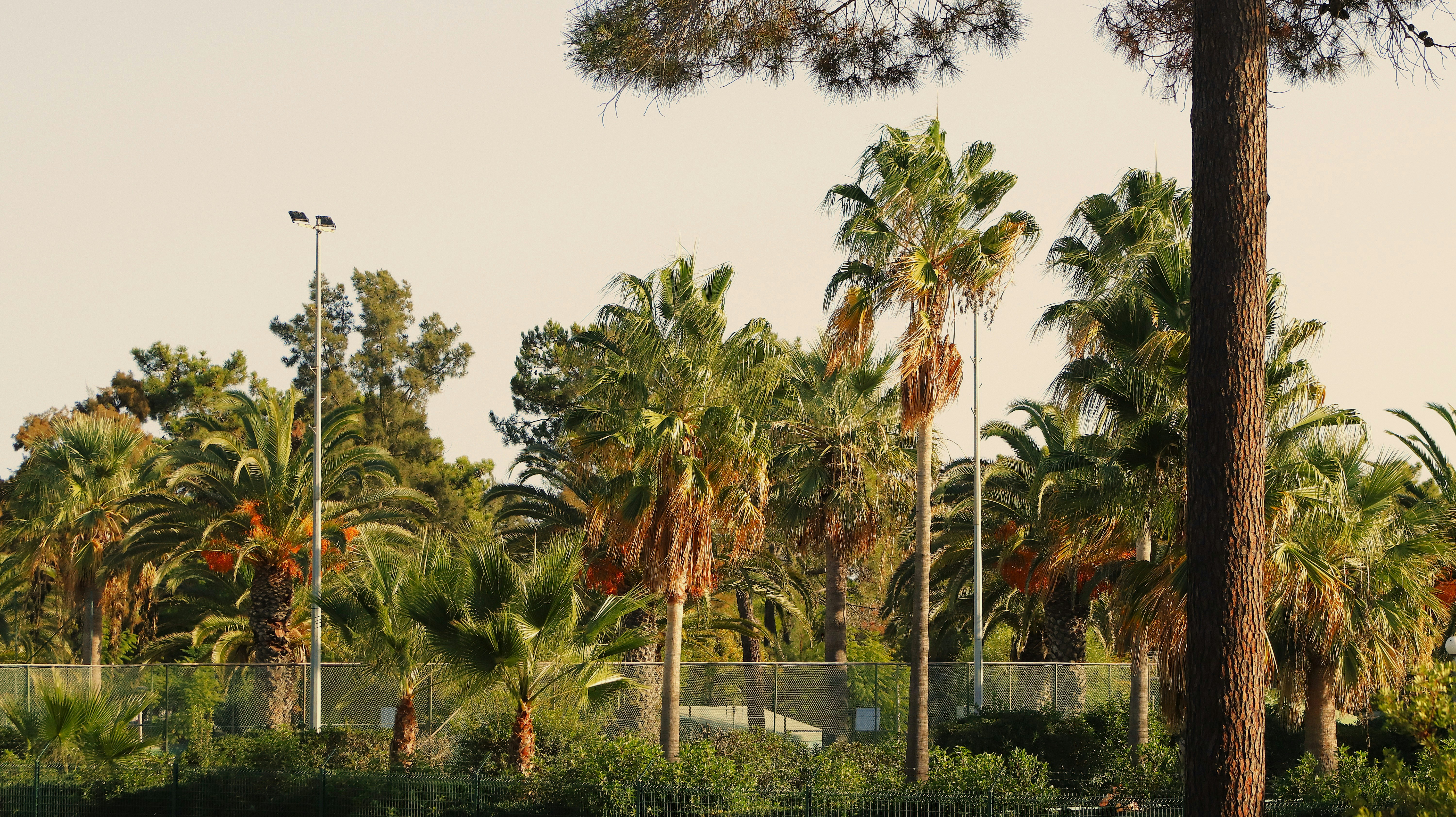 Sunlit Palm Alley Beyond a Quiet Fence