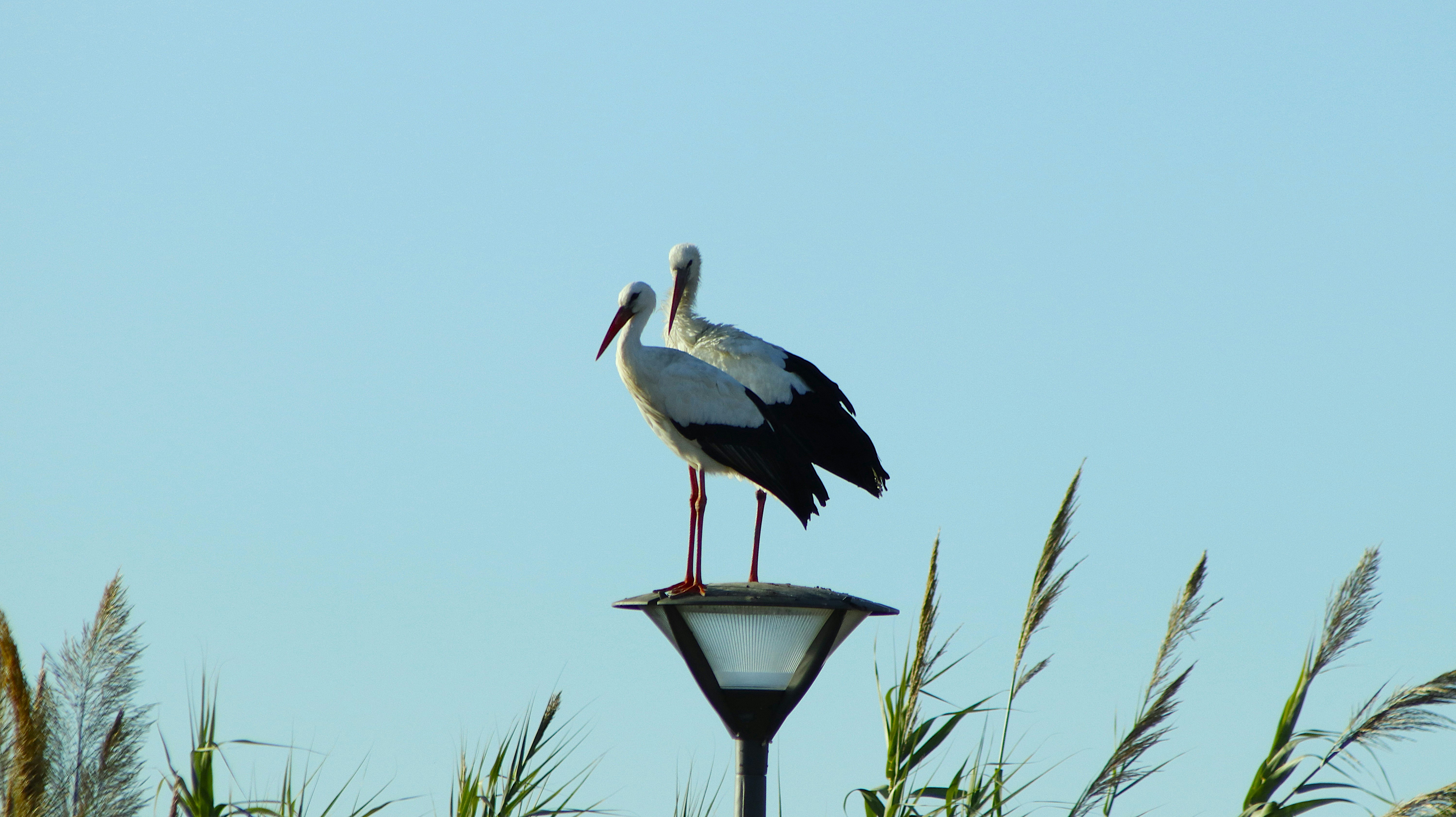 Post on a Sky-Blue Stage: A Stork Perched Above the Wetland Lamp