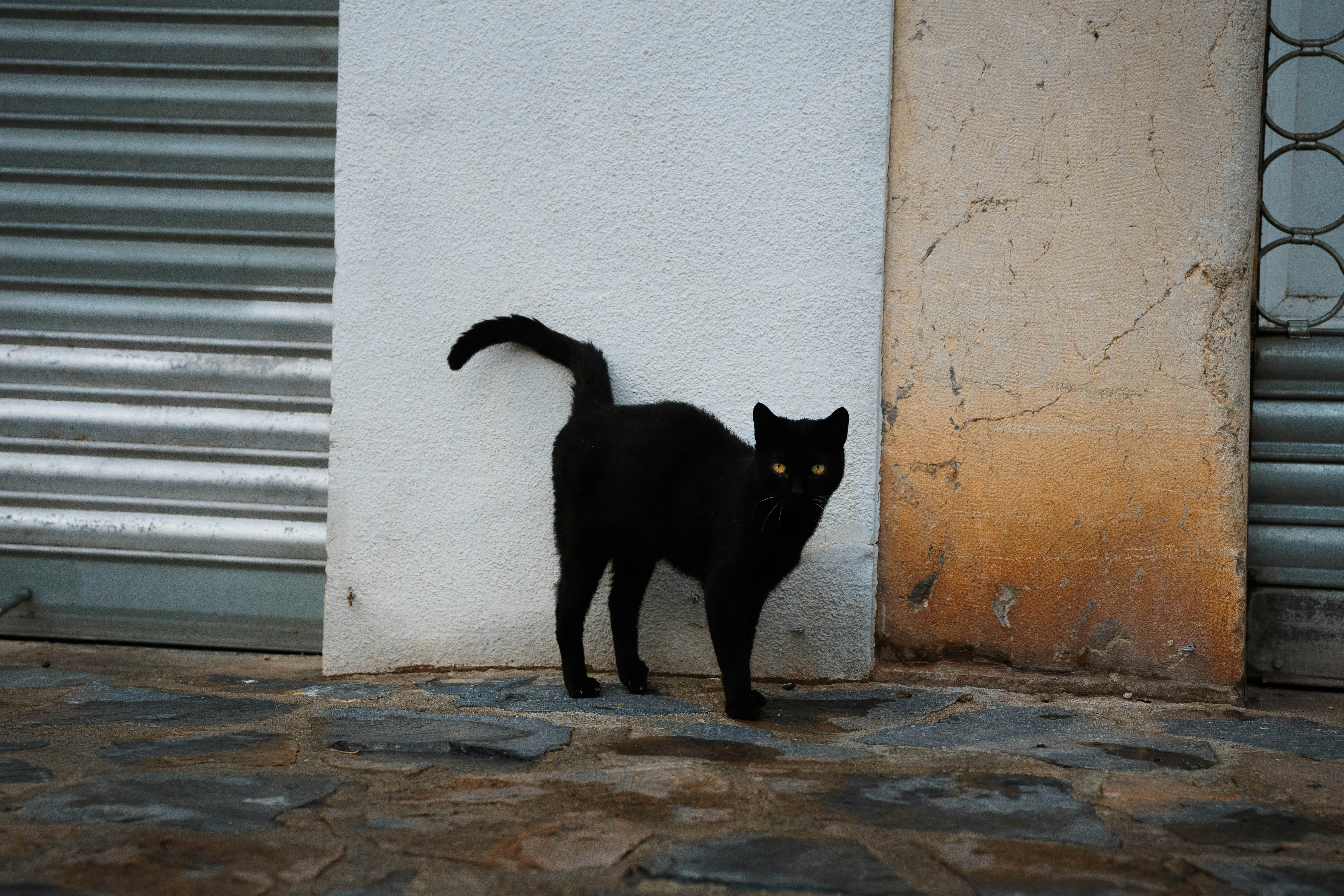 A lone black cat stands on a weathered street in front of a light wall and shuttered metal doors, its eyes catching the camera. This urban scene focuses on the cat as the subject with muted textures around.