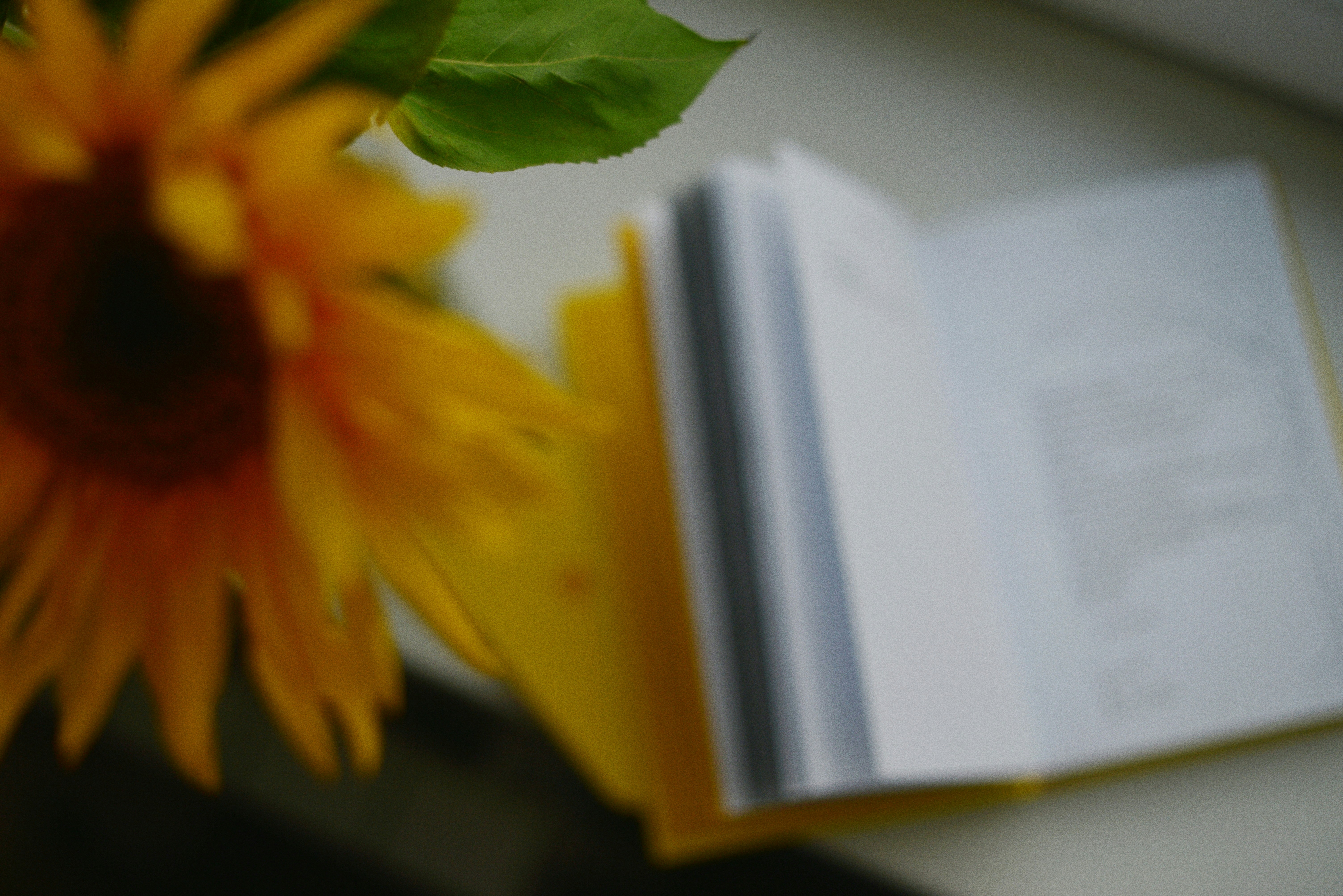 A yellow sunflower beside an open book with white pages on a light surface