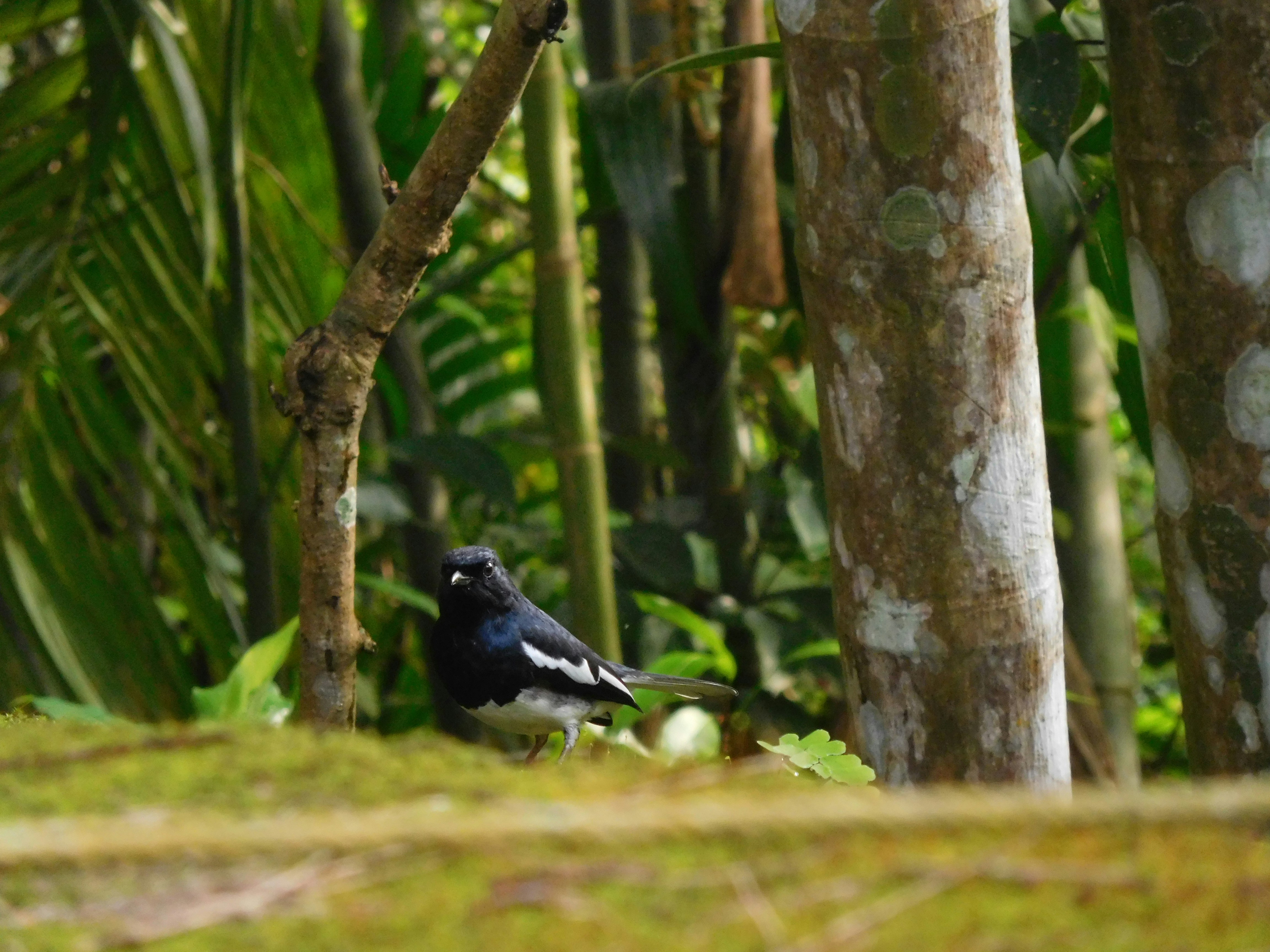 Black and white الطبيعة: modest songbird in a sunlit tropical understory