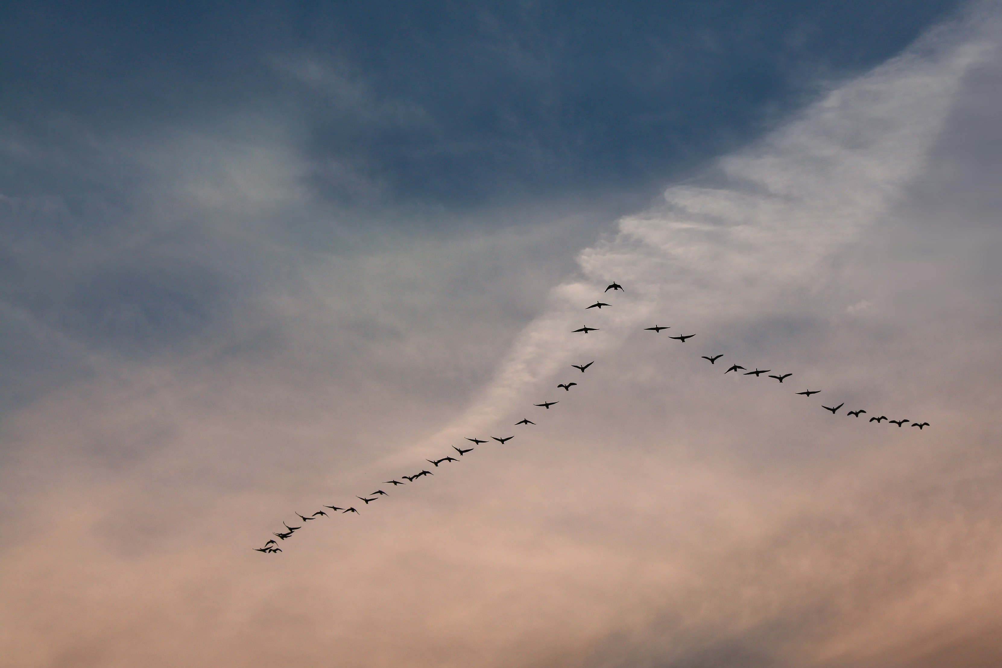 V-formation of silhouetted birds crossing a pastel sky at dusk, with wispy clouds as backdrop.
