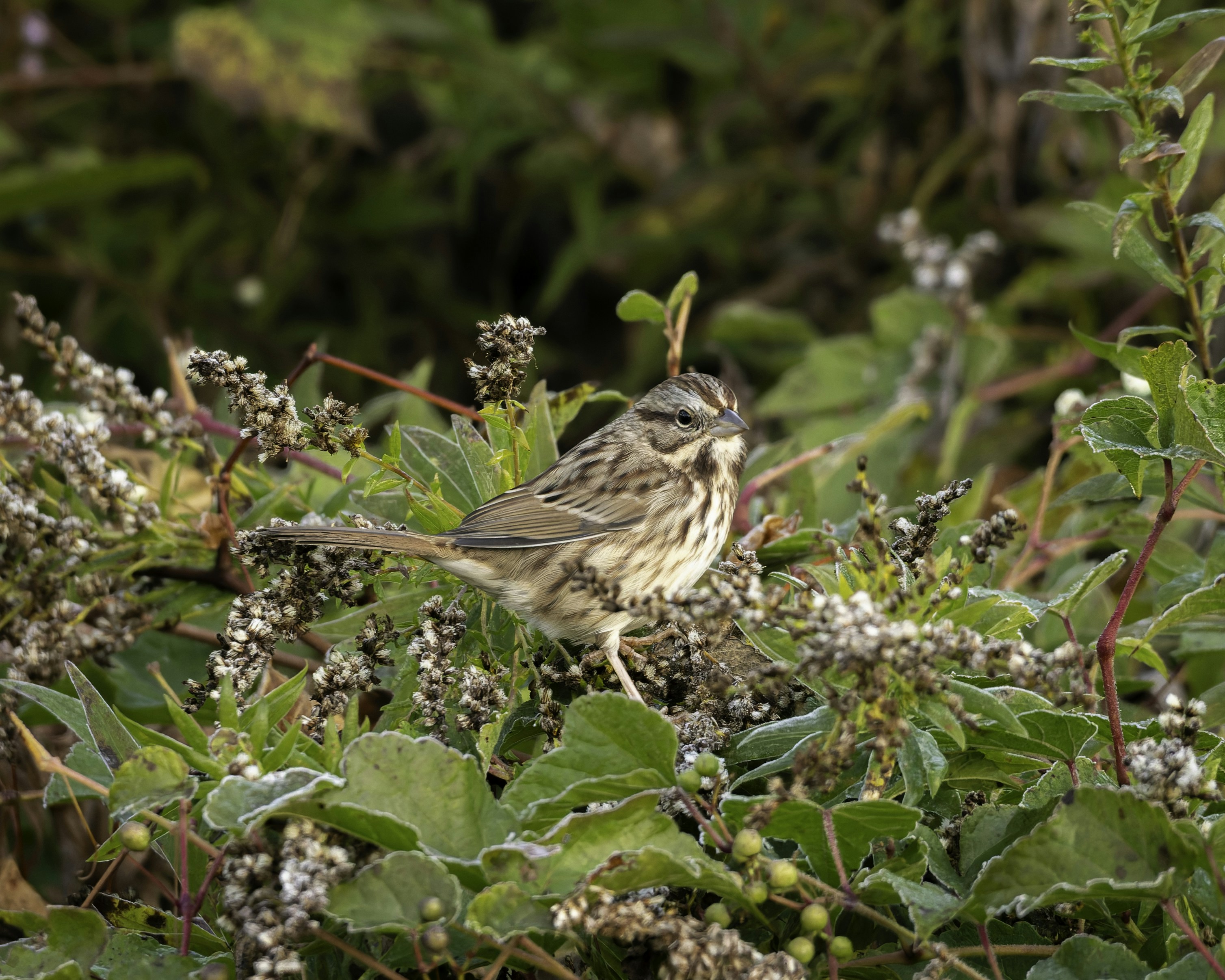 Tiny Songbird Amid Verdant Umbilical Greens