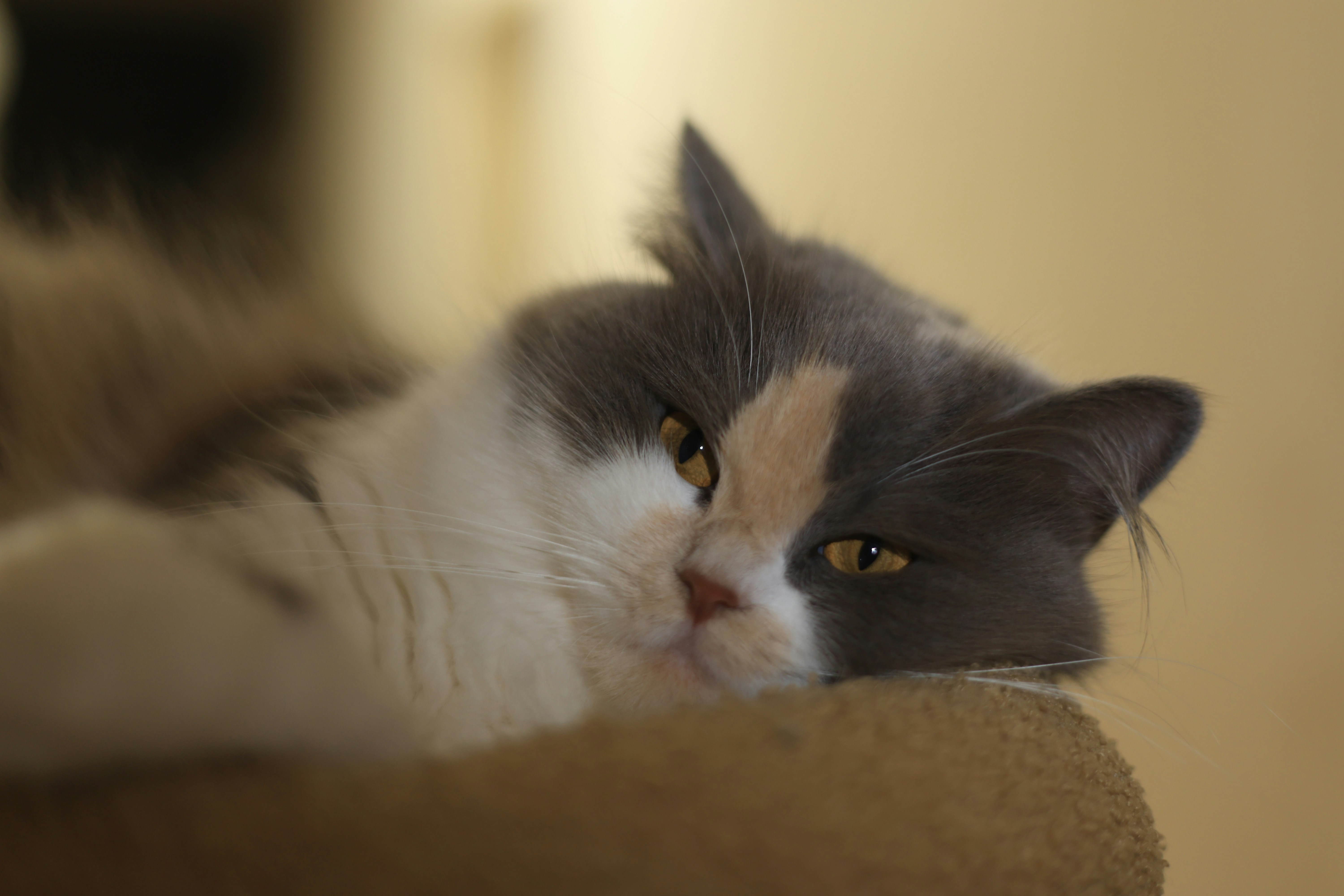 Softly lit tabby cat lounges on a carpeted surface, face partially tucked and eyes softly open, conveying calm relaxation in a warm indoor setting.