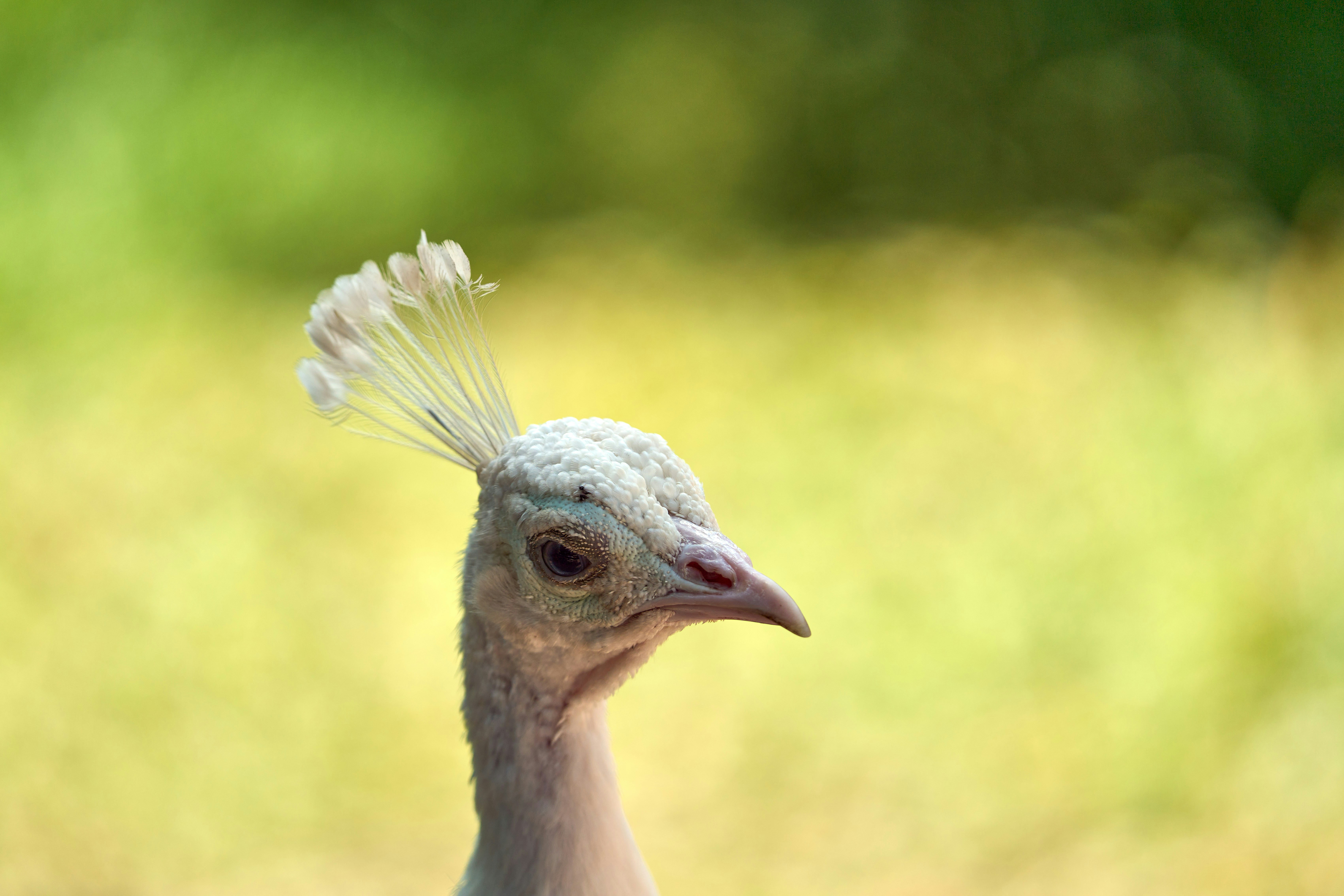 A white peacock head with a crest of feathers against a soft green background