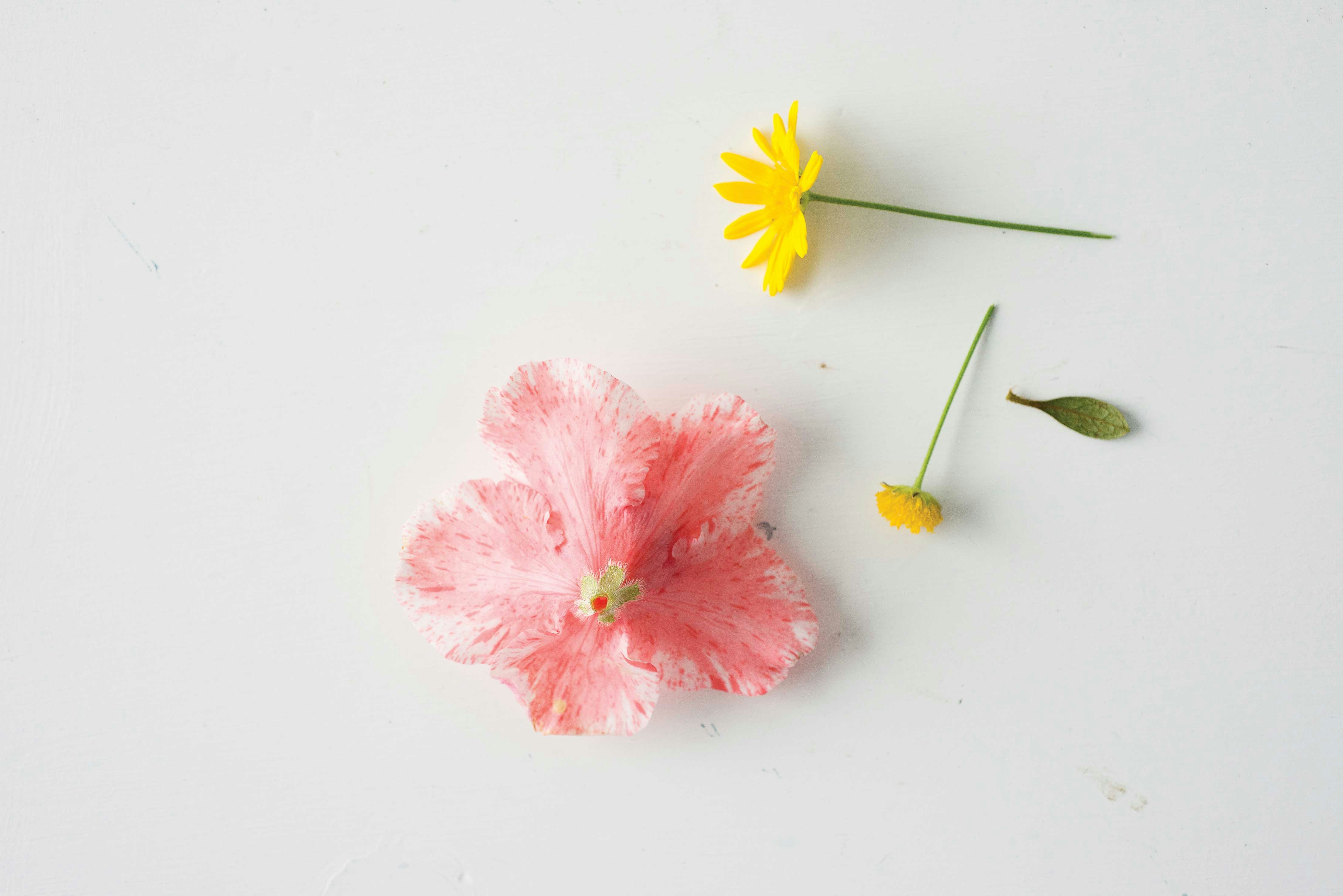 Tracey Hocking (@lazybonesaustralia) | Unsplash Photo Community