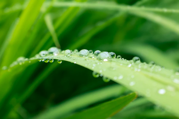 Dew on a thin leaf in macro | macro shot of water droplets on green grass