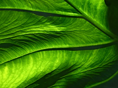 Emerald Veins: Macro Portrait of Leaf Texture