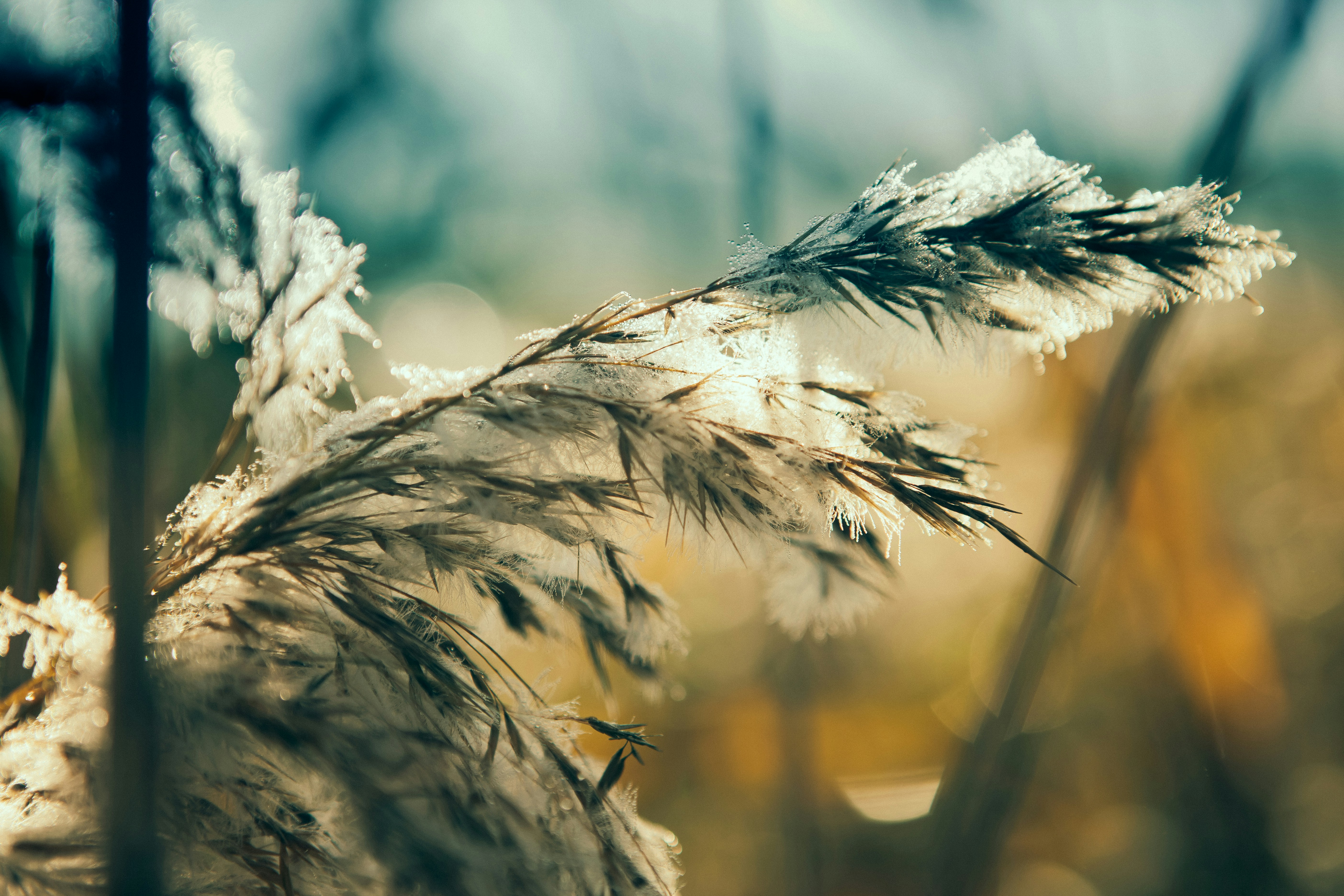 Close-up of delicate, feathery plant stems against a soft-focus background in warm tones.