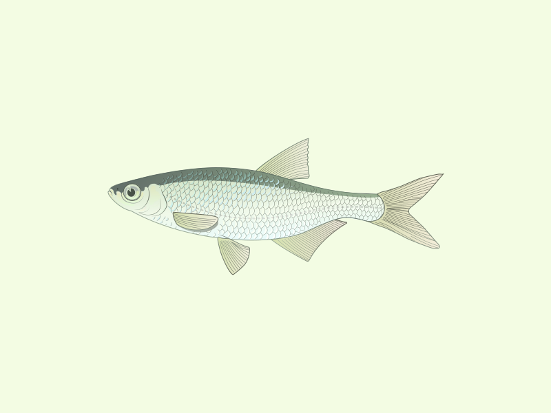 A silver fish is shown in a drawing. vector – Free Fish Image on Unsplash
