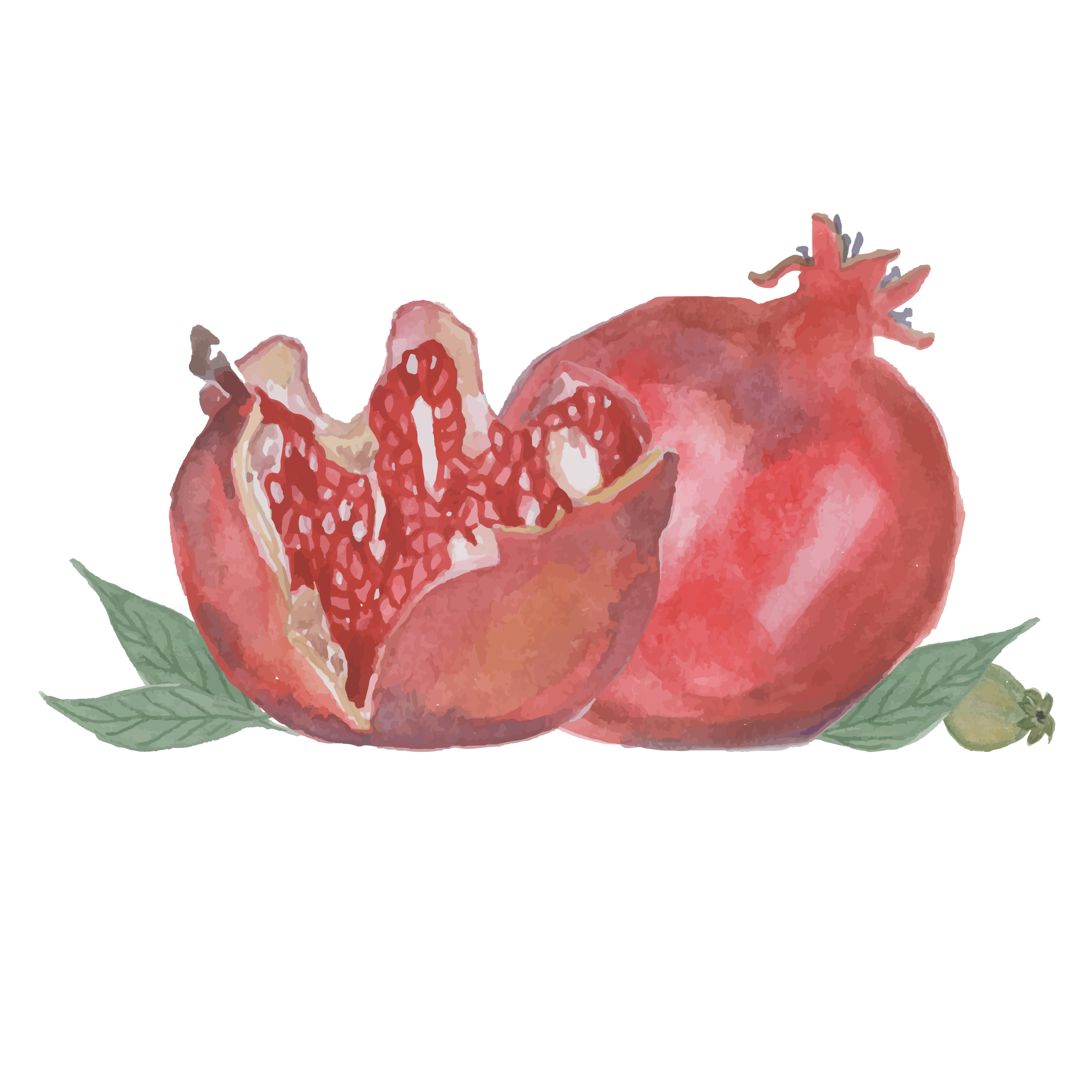 Watercolor painting of pomegranates. vector – Free Food Image on Unsplash
